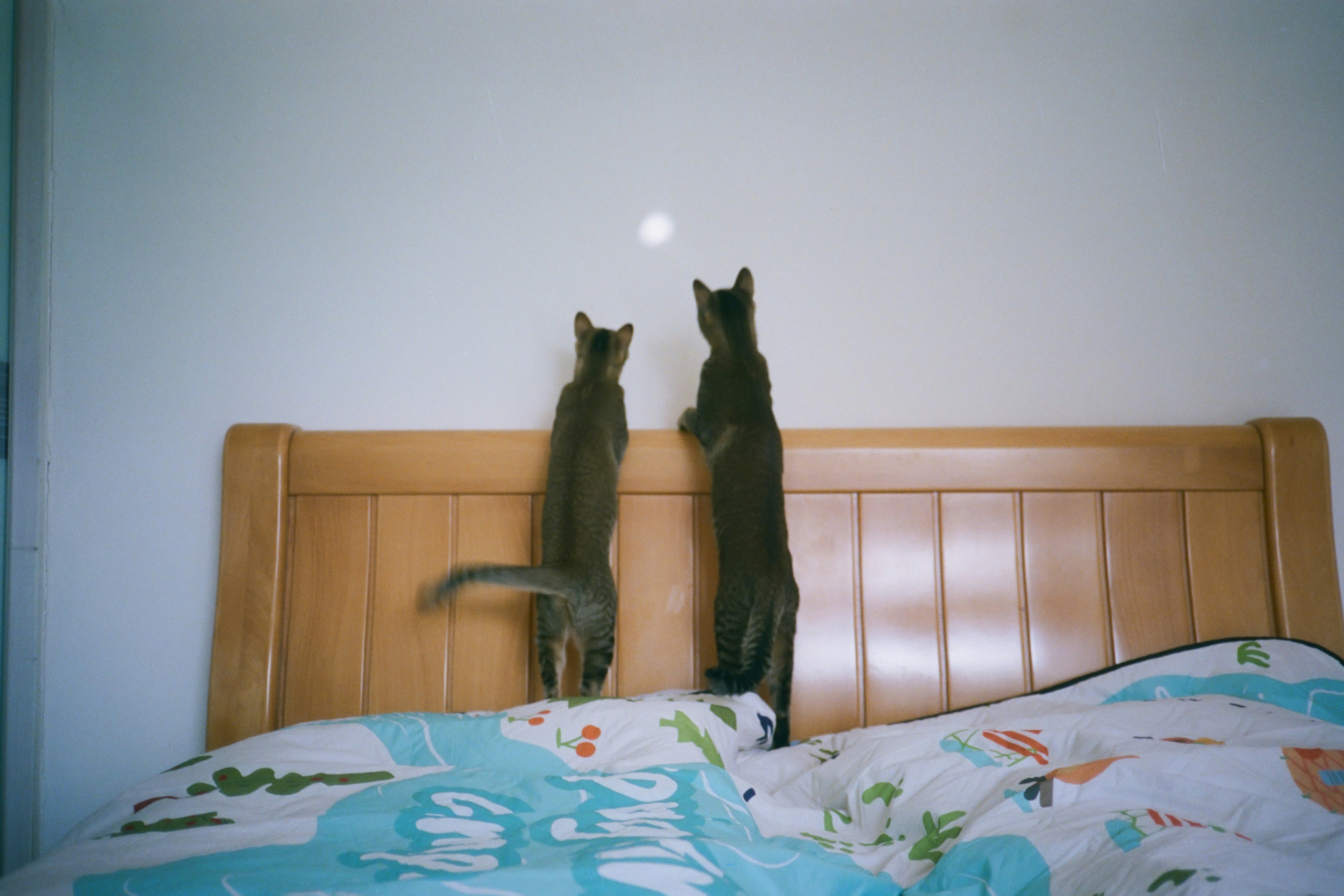 My girlfriend reflected a beam of light onto the wall from the windowsill, and the two of them eagerly tried to catch it.