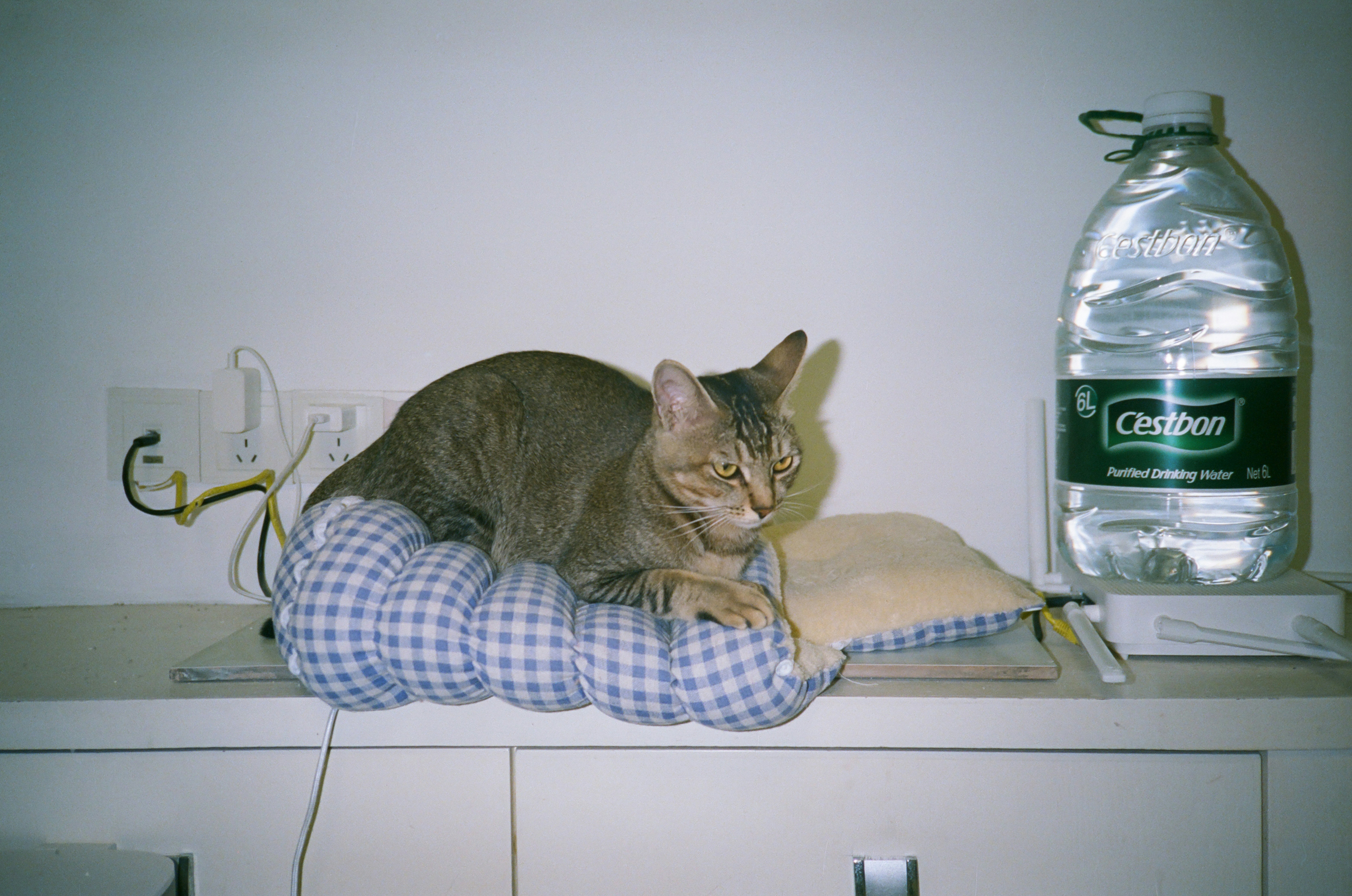 As I raised my camera, the cat started walking toward me. I picked it up and put it back in place, but it kept coming down again. After three rounds of this, it finally settled here—though quite reluctantly.