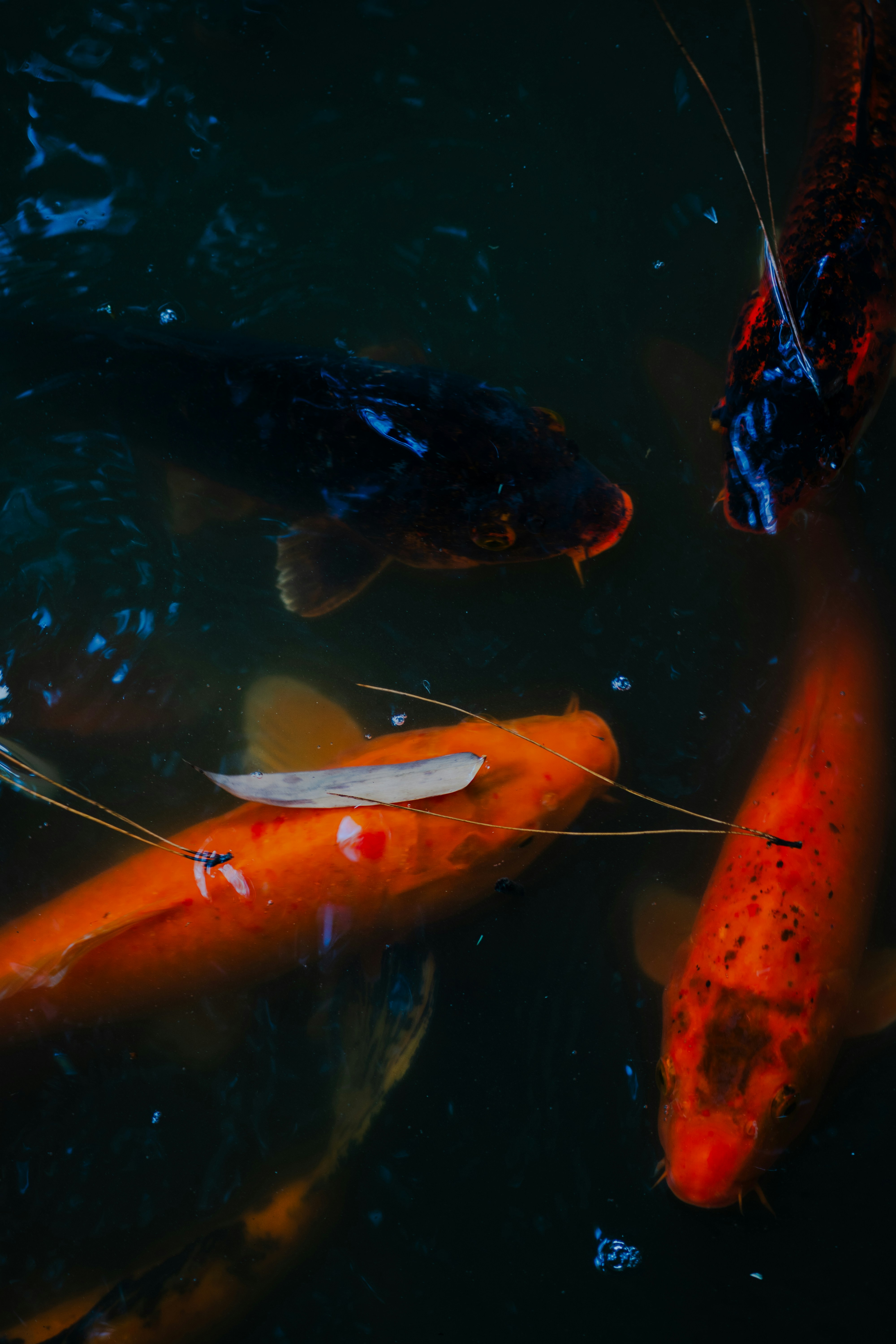 Koi Chorus Under Dark Water