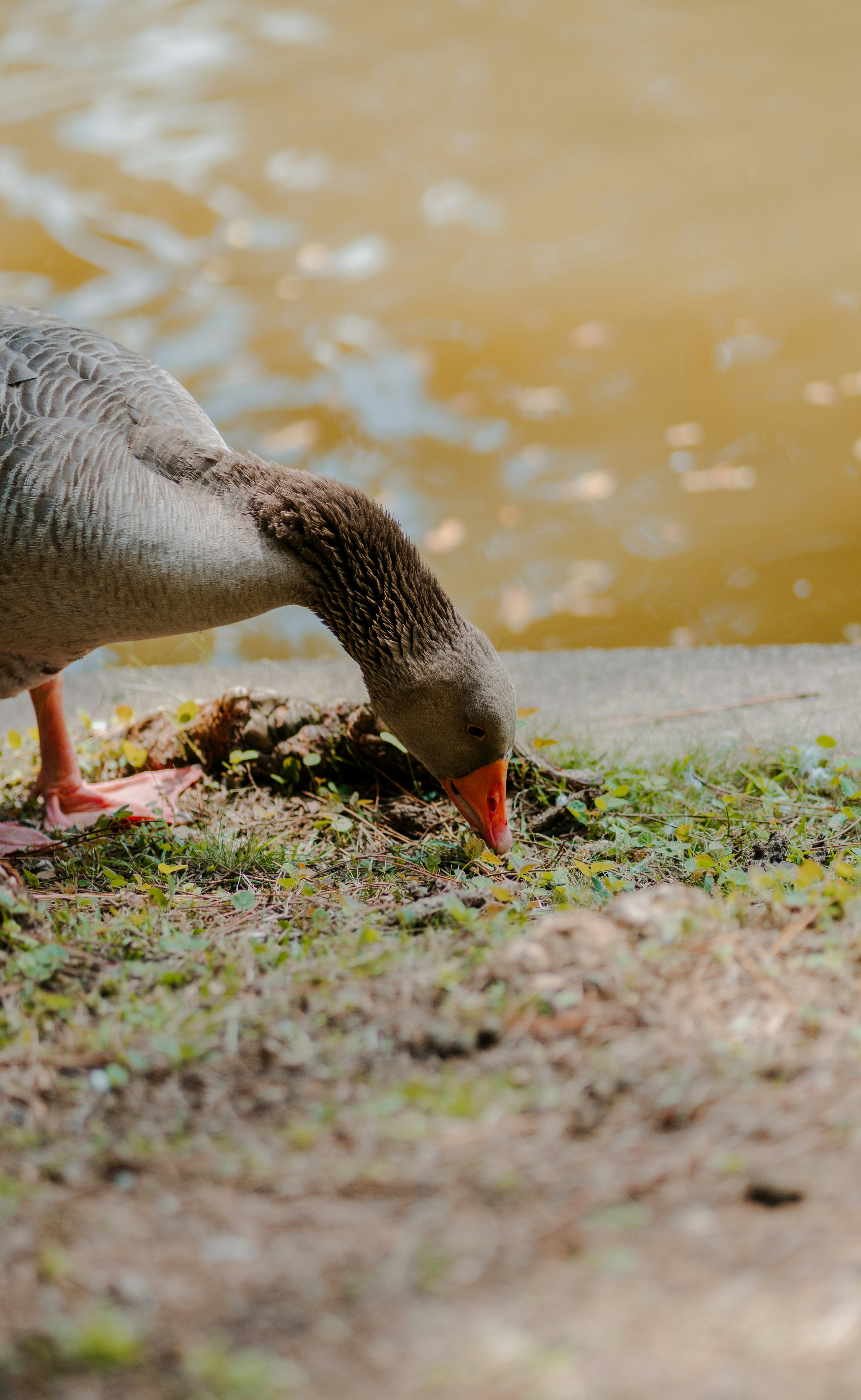 Grey Goose by the Pond: Foraging at the Water’s Edge