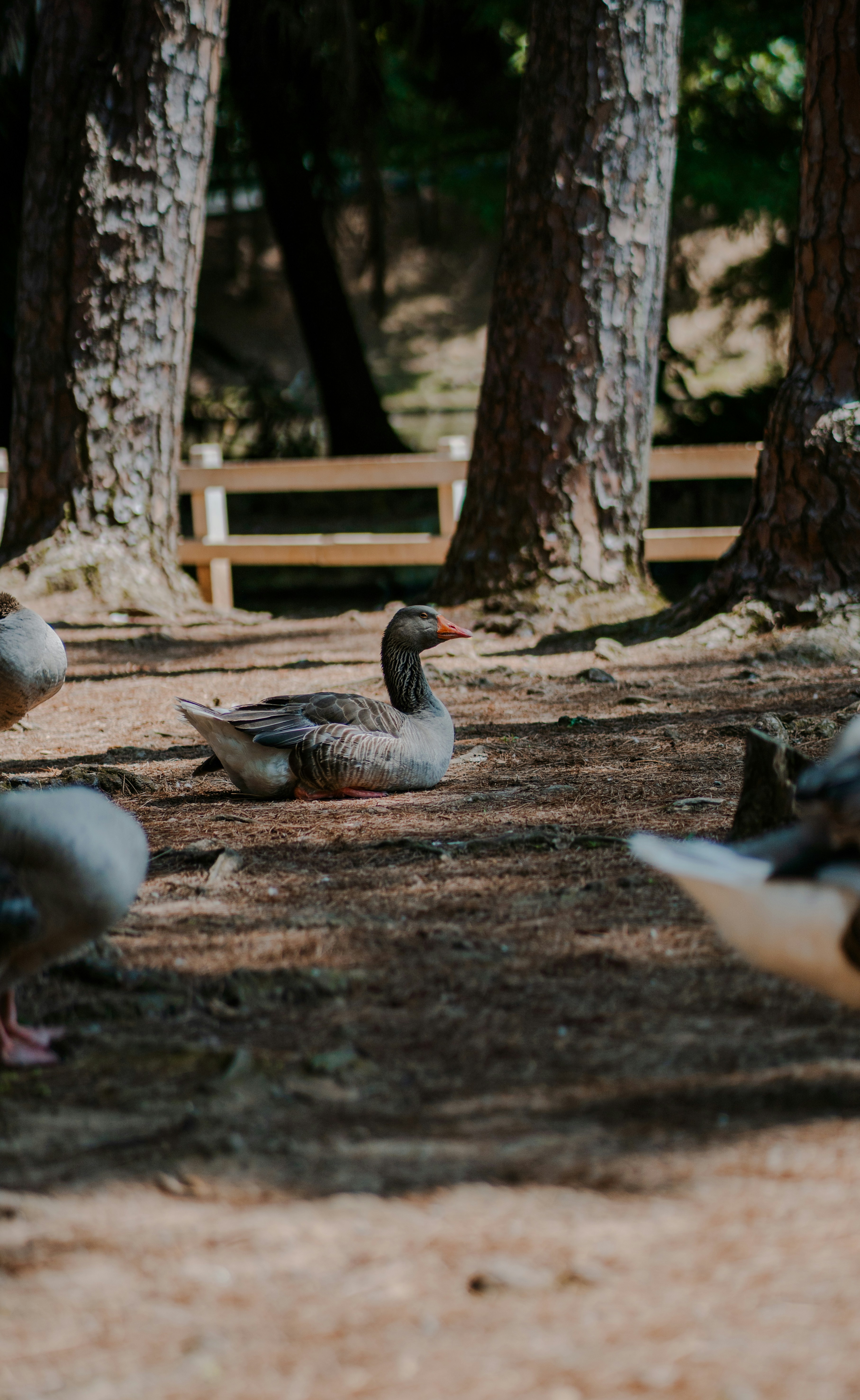 Centered Goose in a Dappled Forest Scene