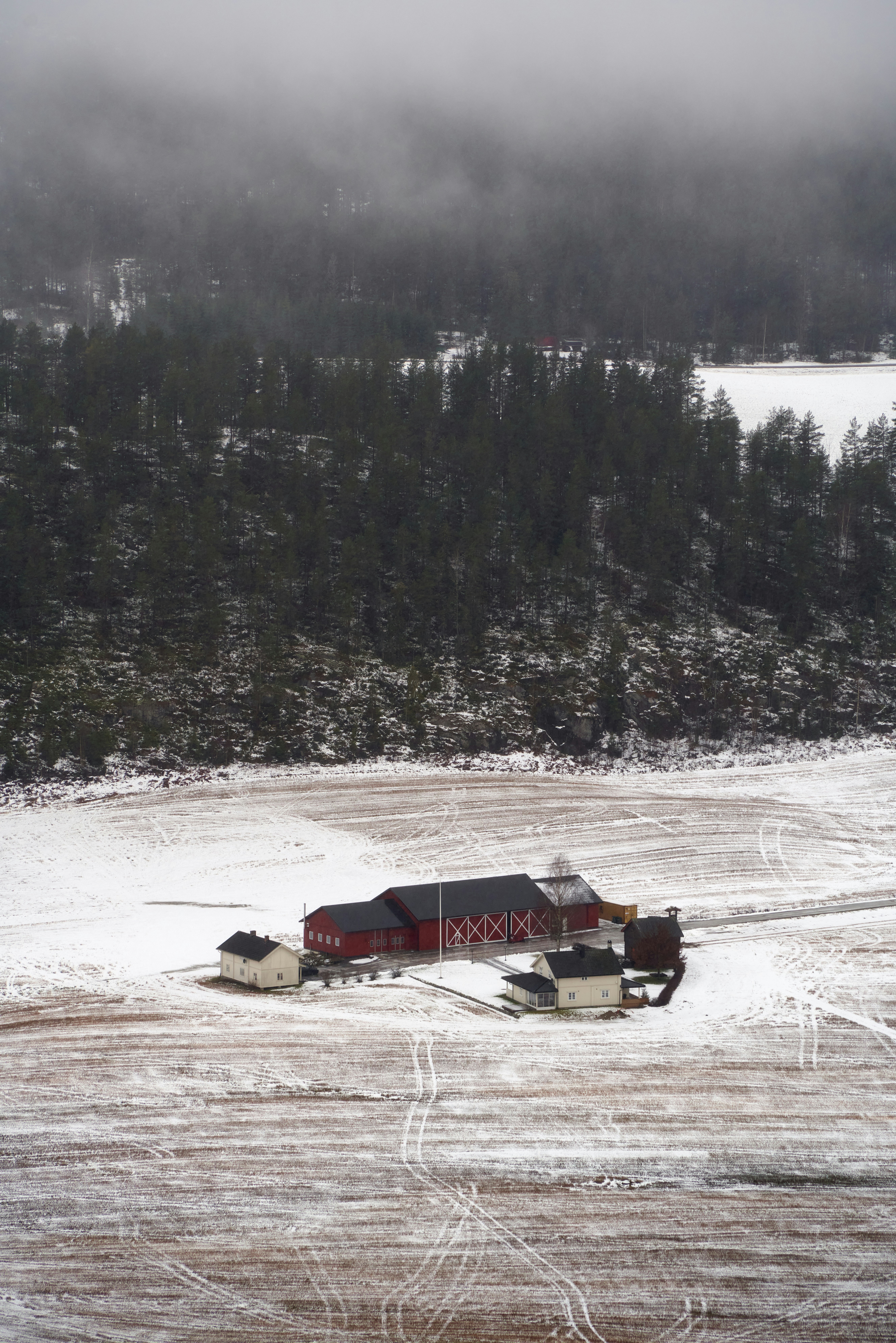 Snowbound Farm at the Edge of a Pine Forest