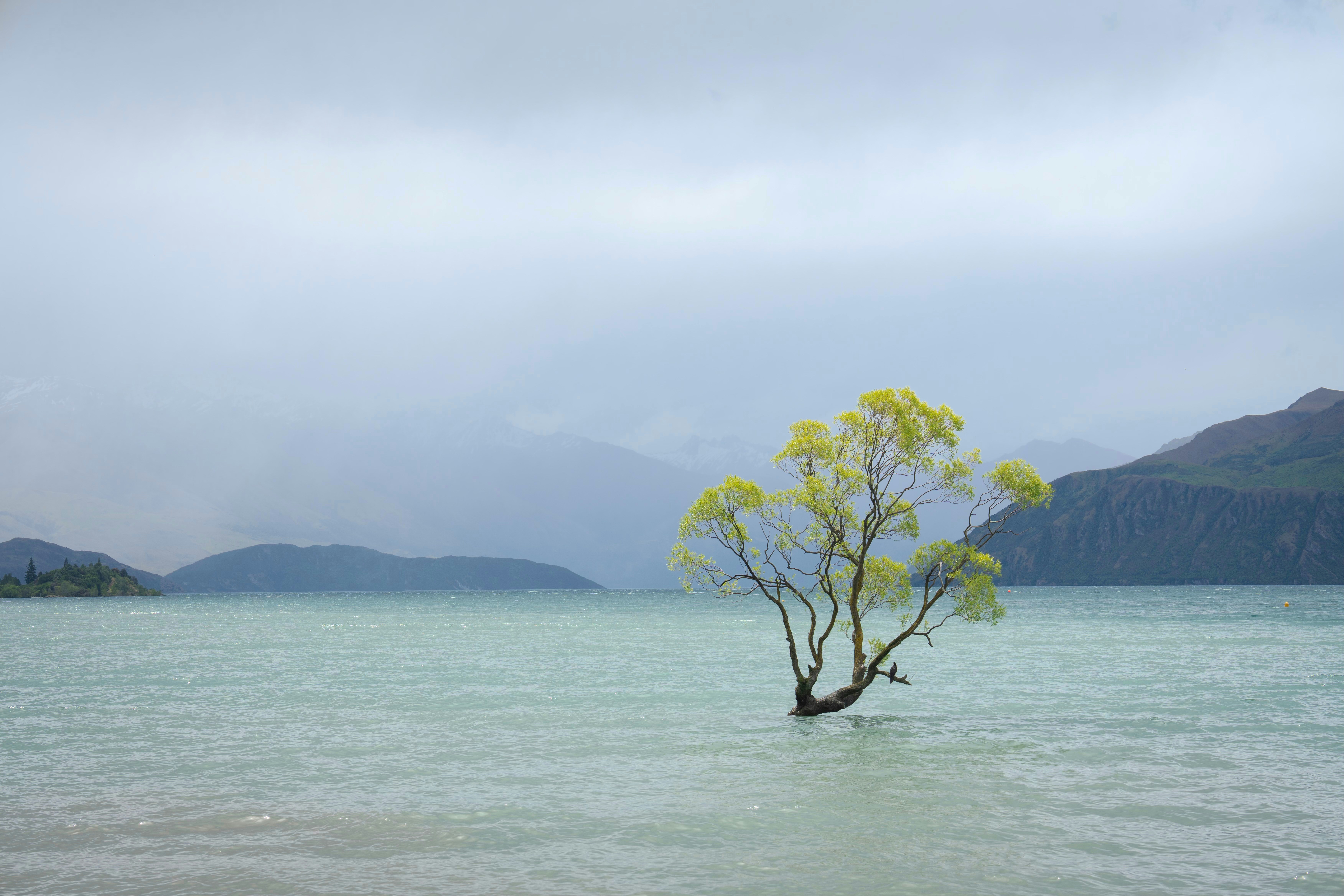 Lone Tree in Quiet Waters: A Surreal Isle