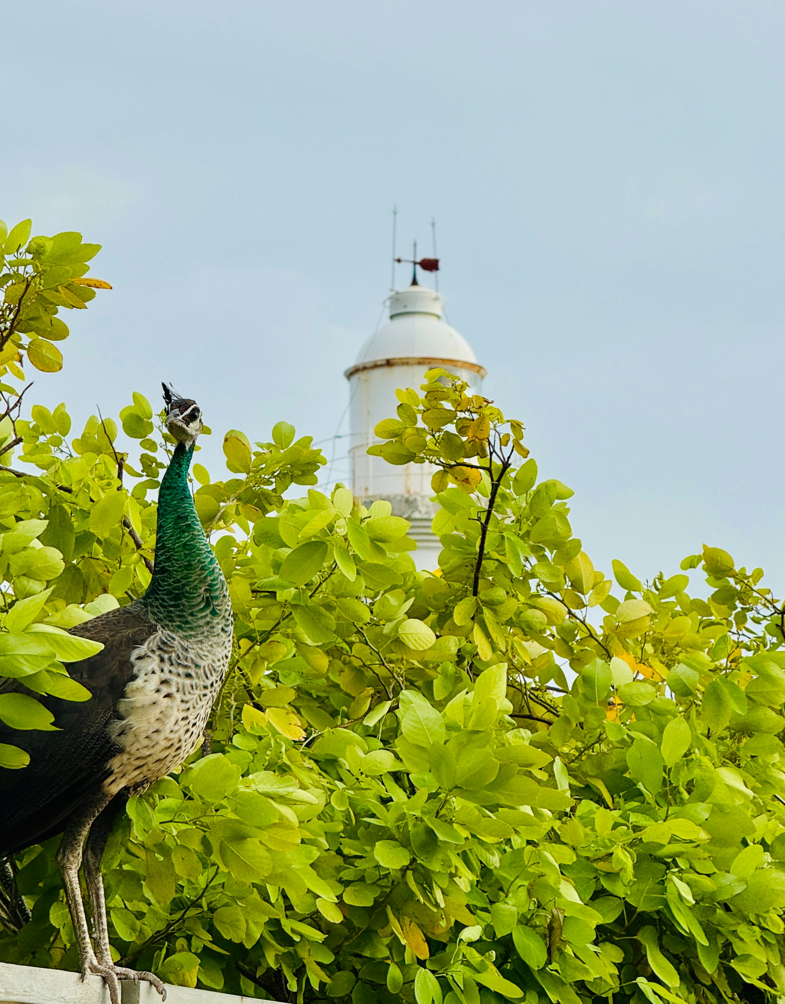 Peacock among bright foliage with a distant white dome backdrop