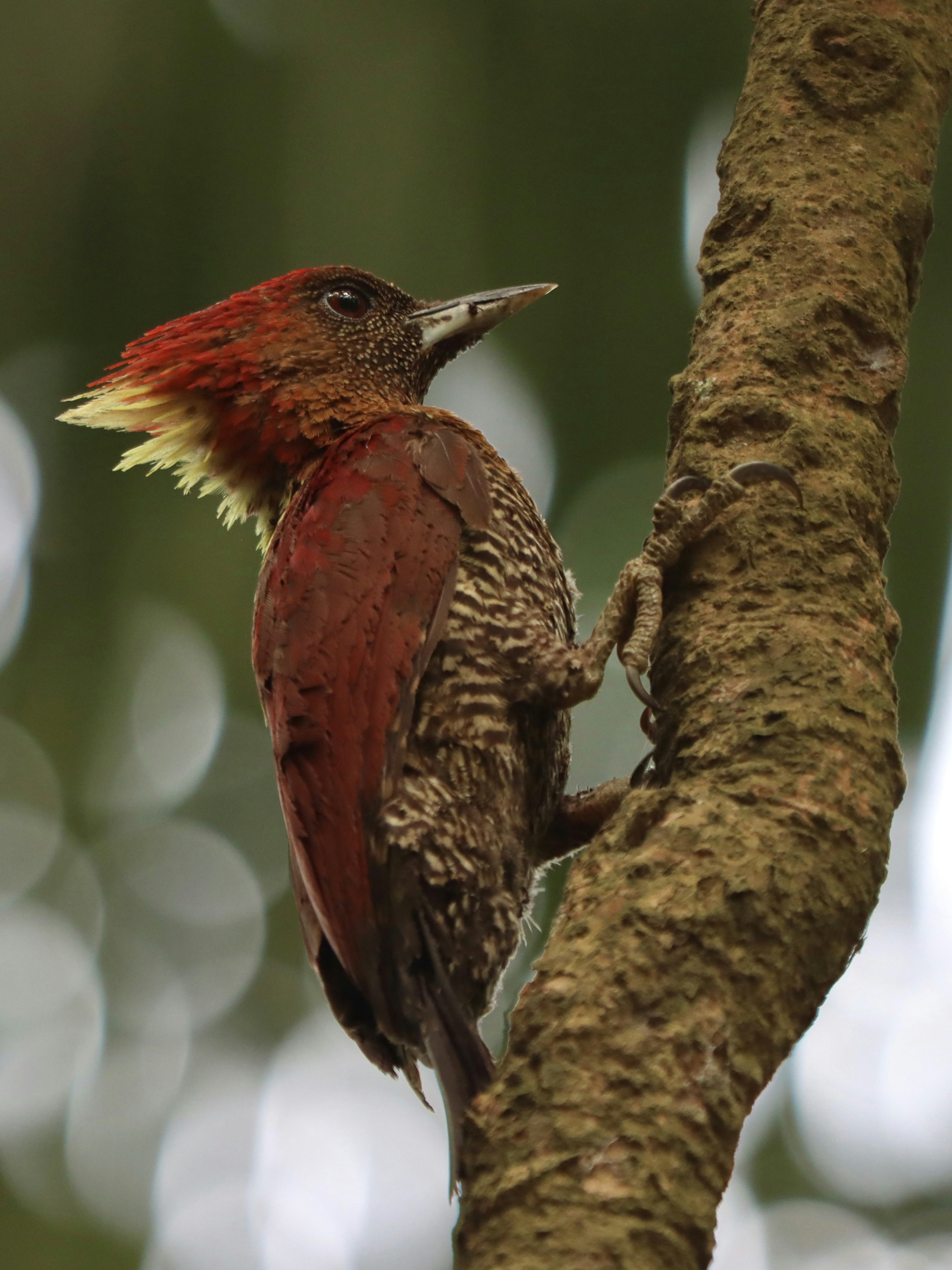 Crimson Crest on a Mossy Branch