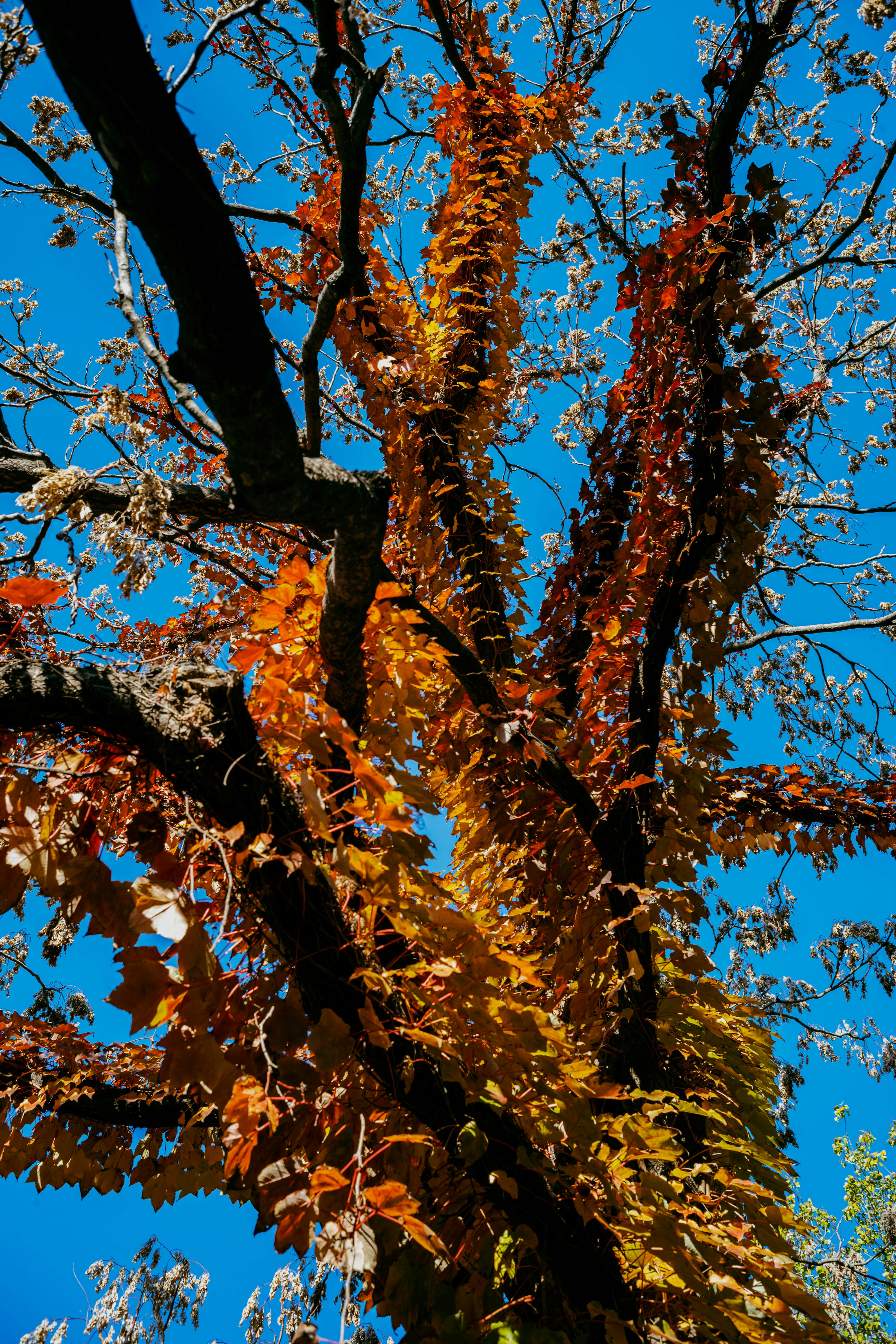 Autumn Veins Grasp the Sky