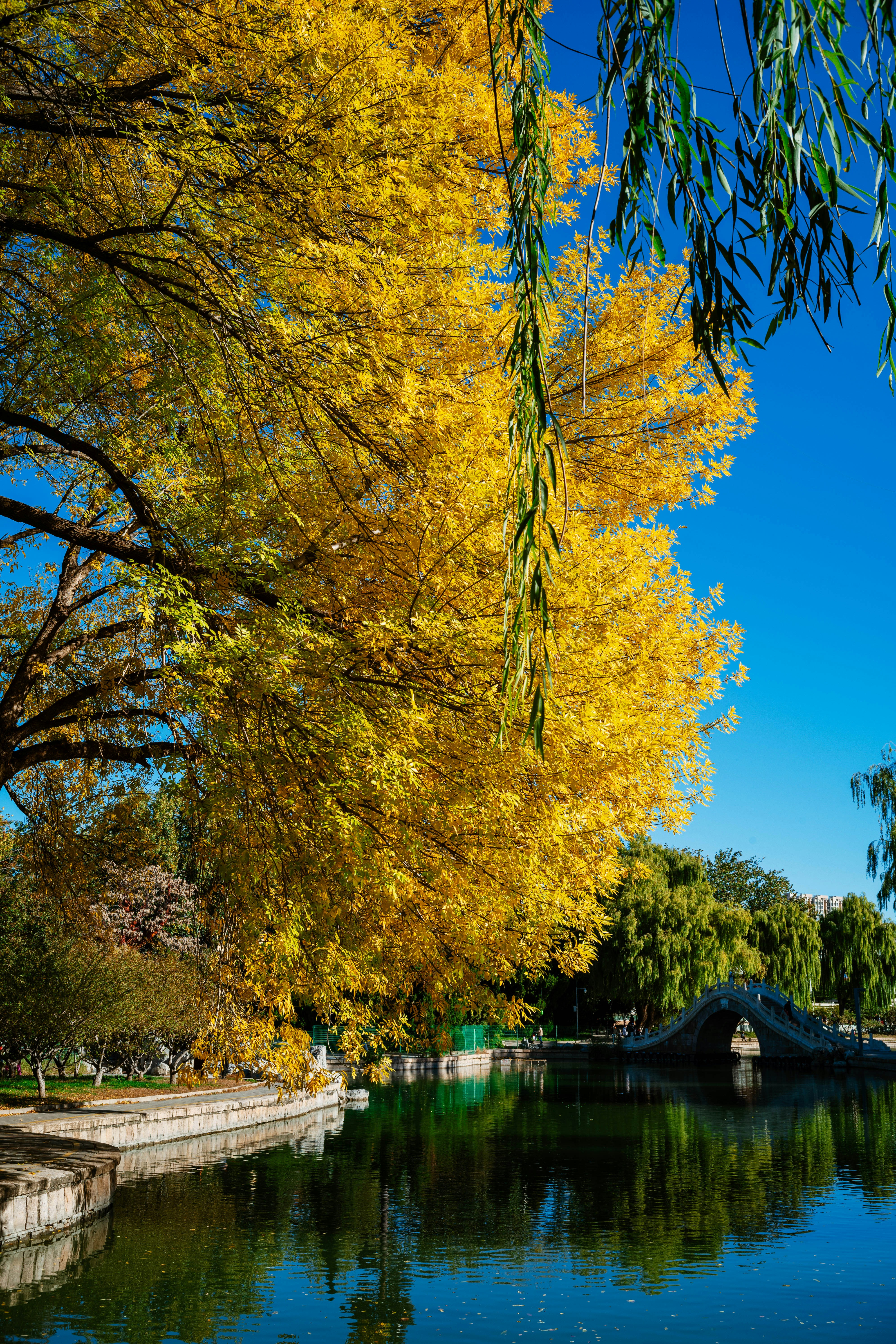 Golden Canopy Over Quiet Canal