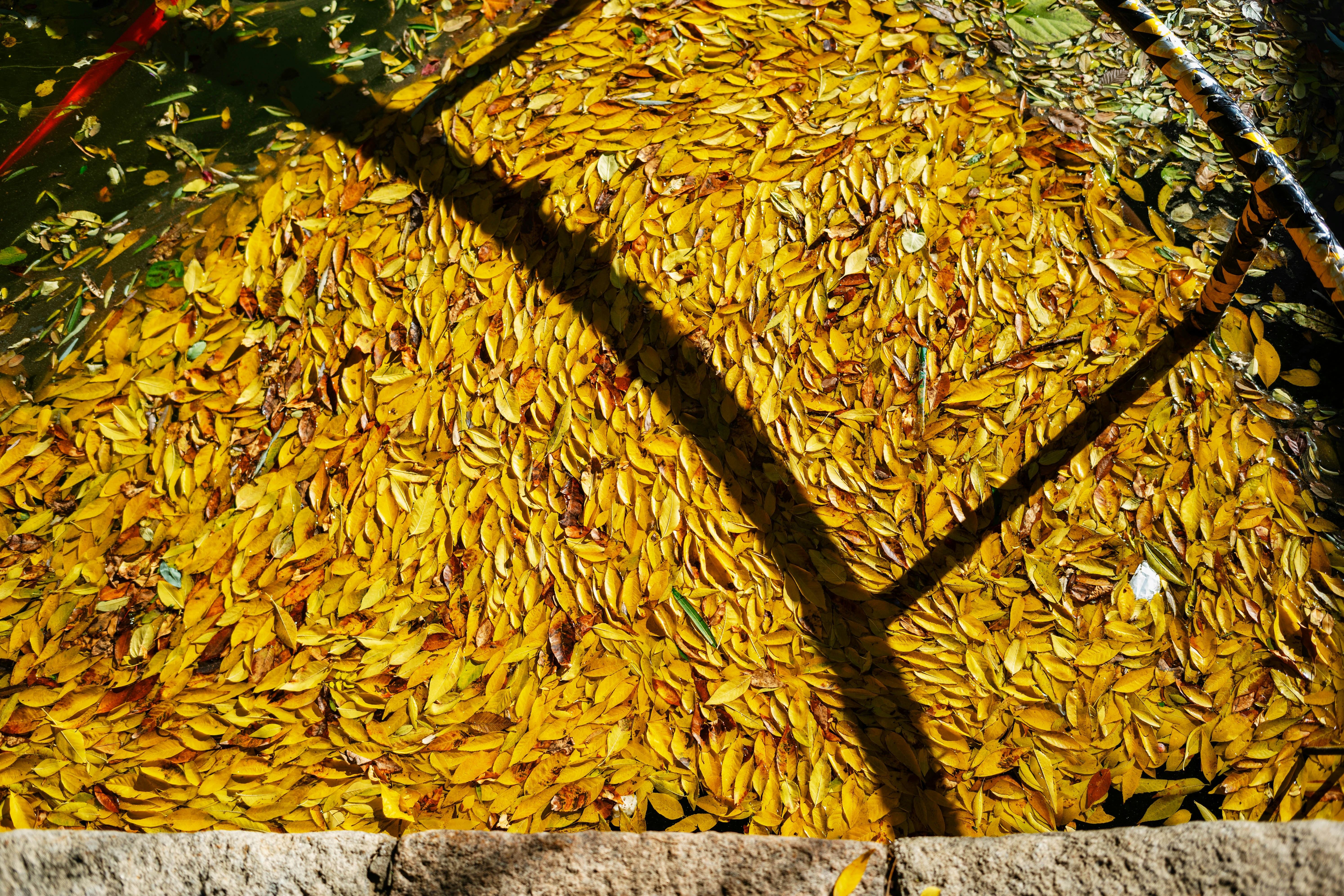 Golden Veil of Fall: A Curved Shadow Across a Sea of Leaves