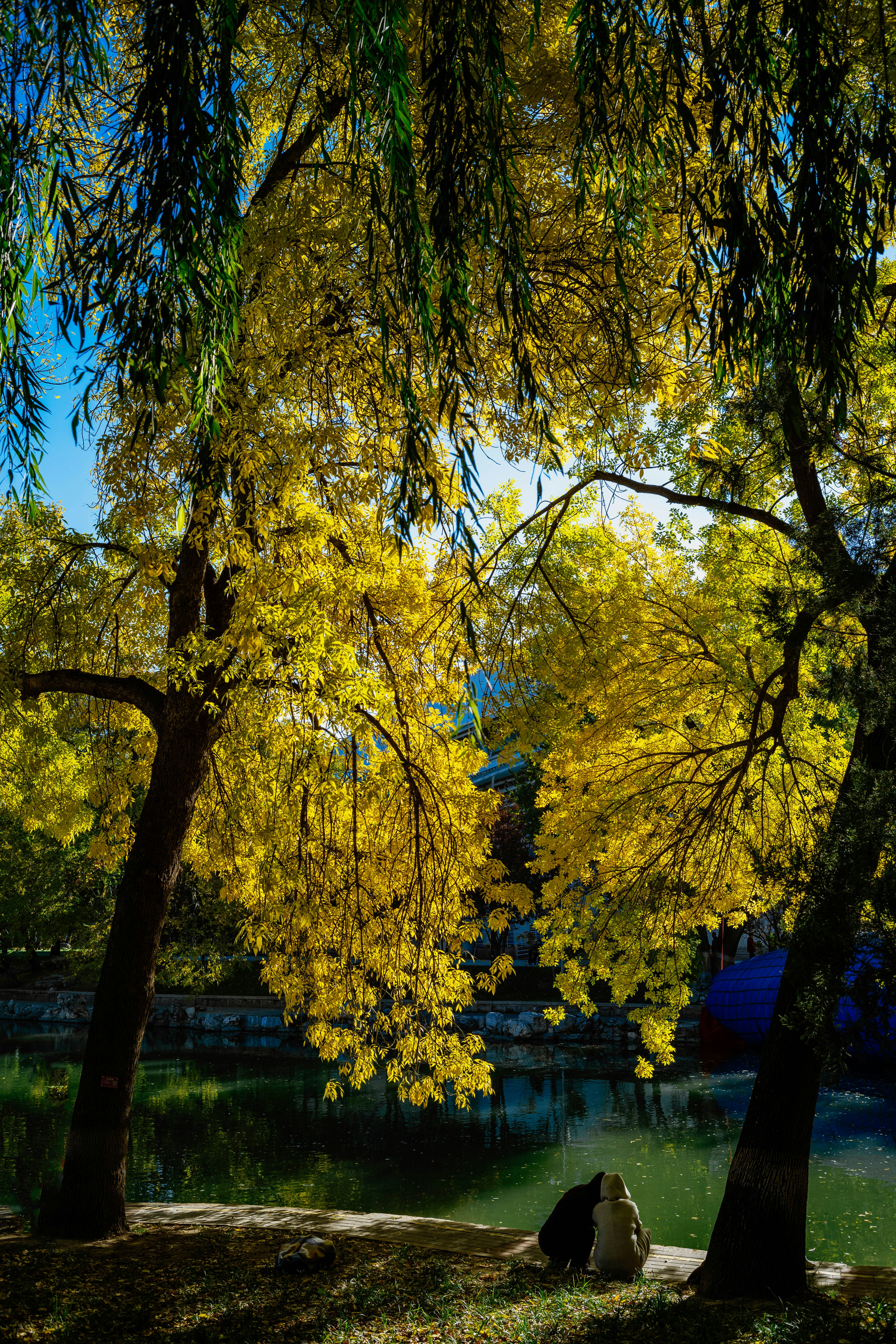 Golden Canopy Over the Quiet Riverside