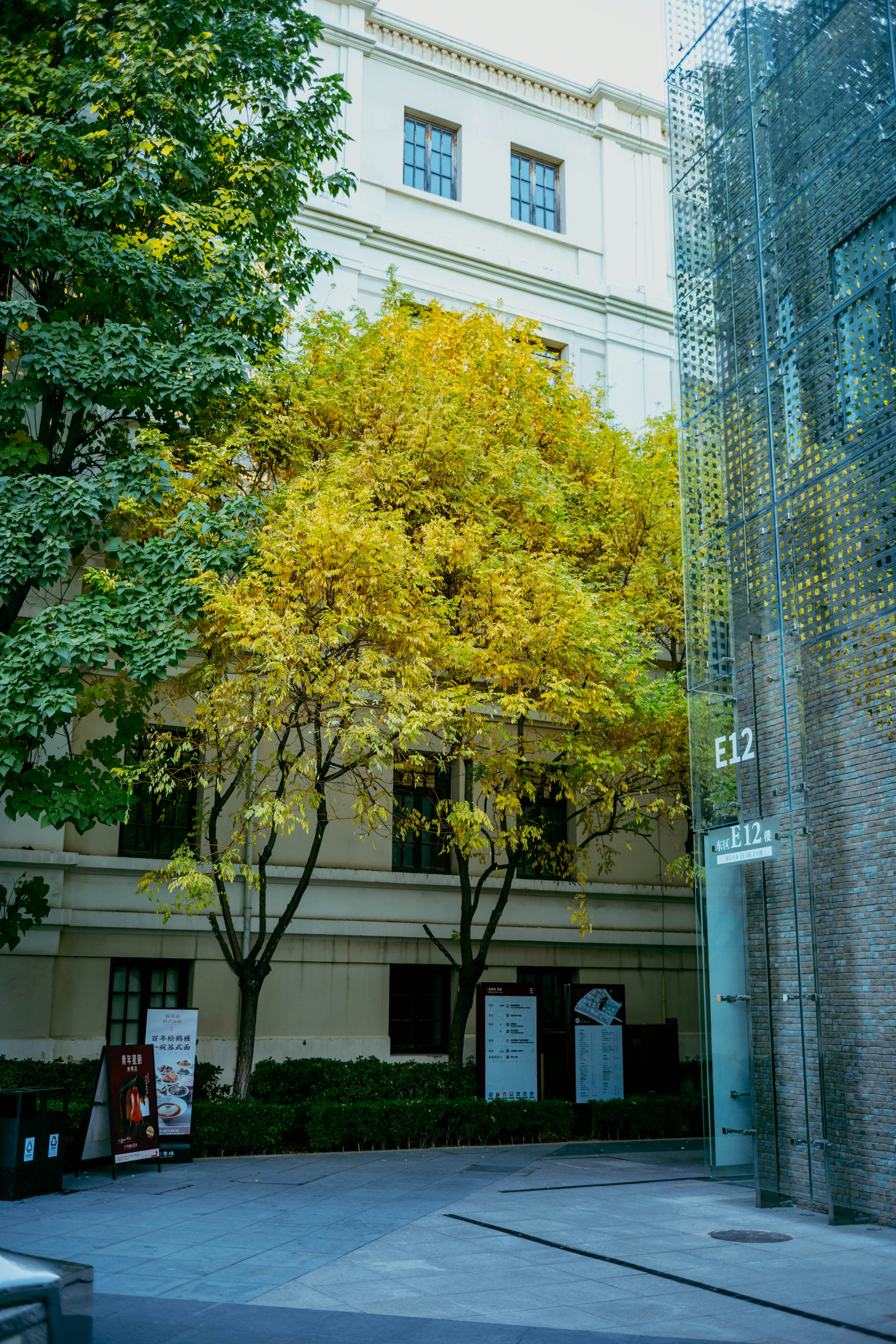 Autumnal Trees Framing a Modern Urban Facade