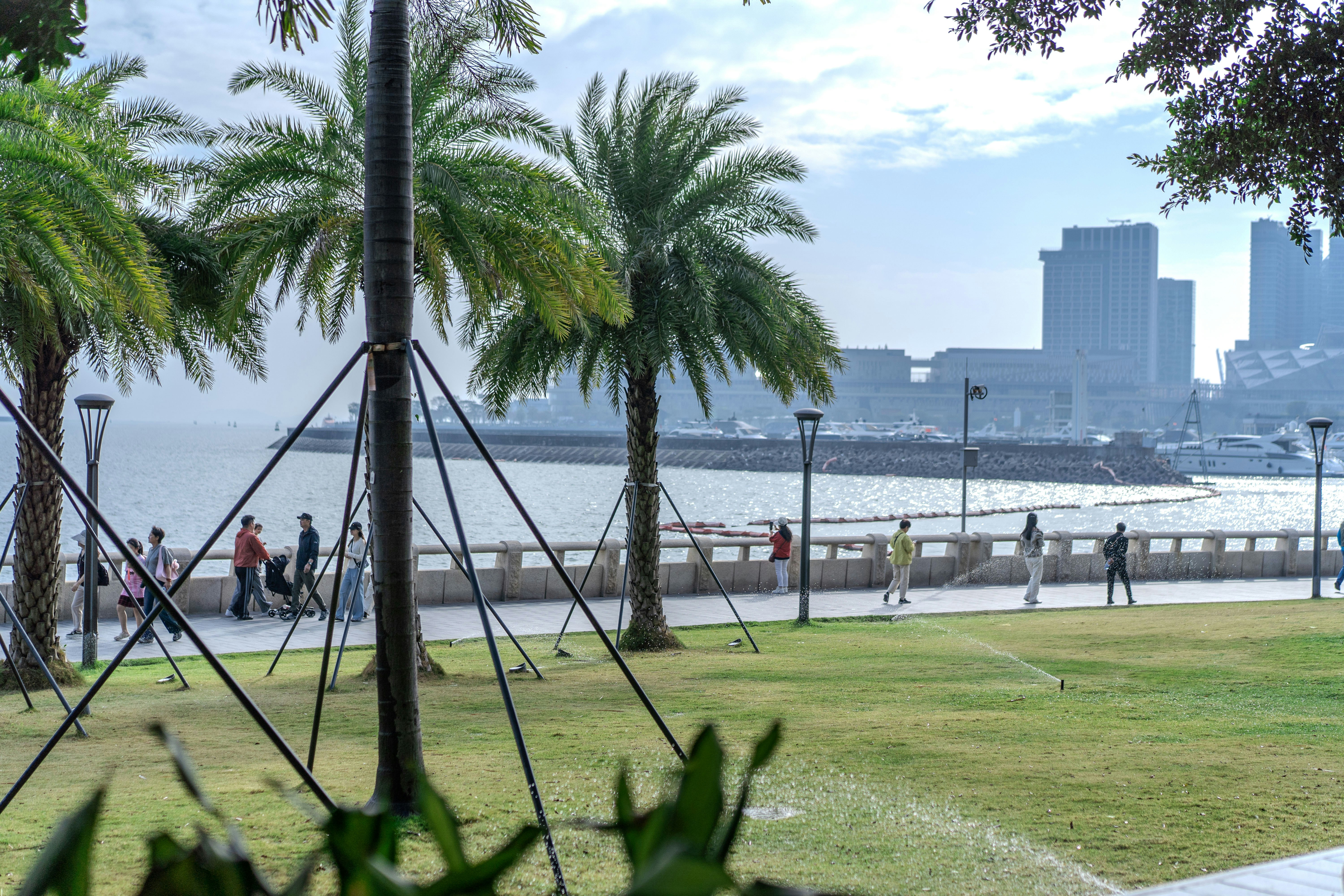 Palm-Shaded Promenade Overlooking a City Skyline
