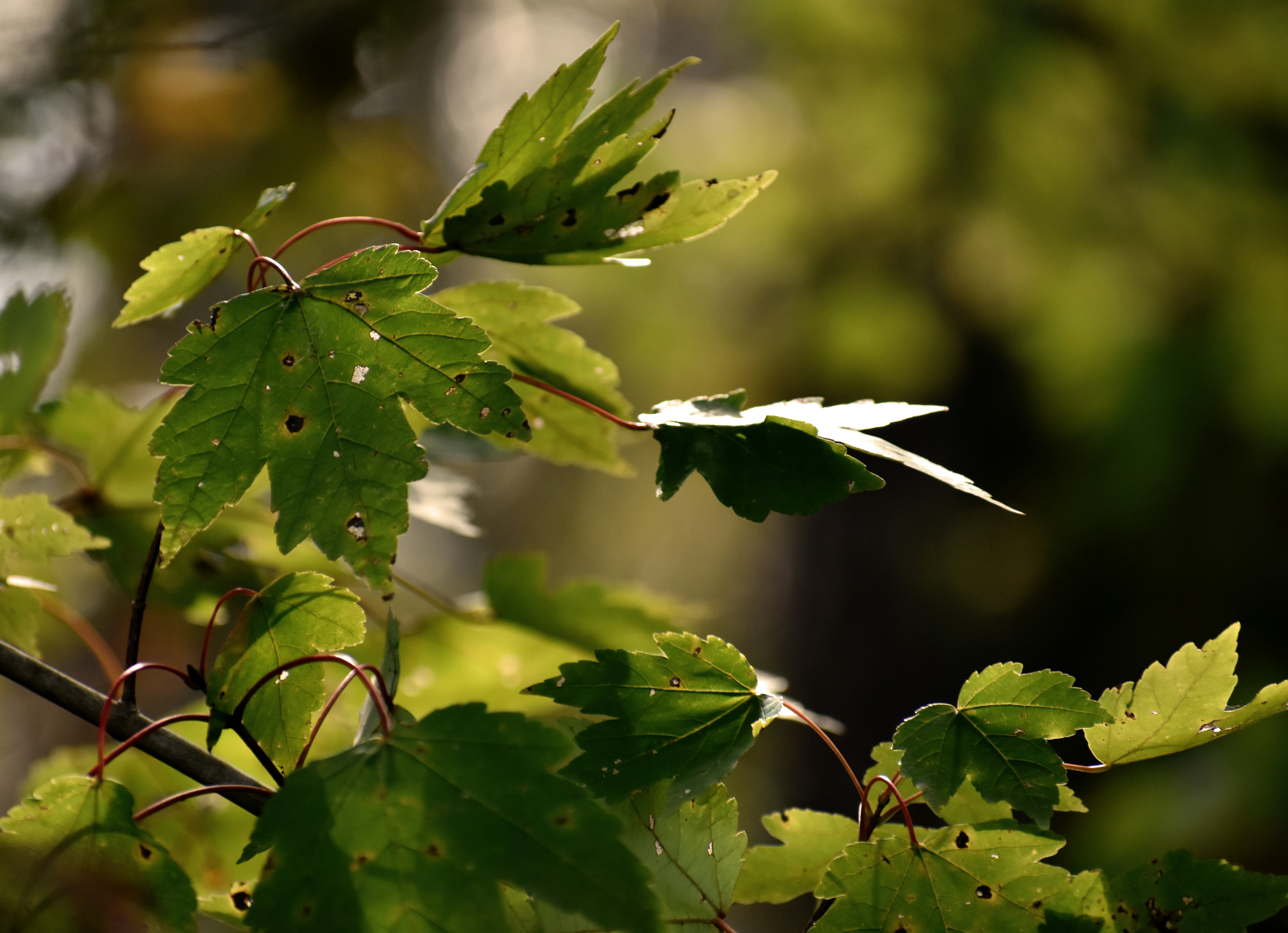 Photo by Grace Phornsavanh with Nikon D3400