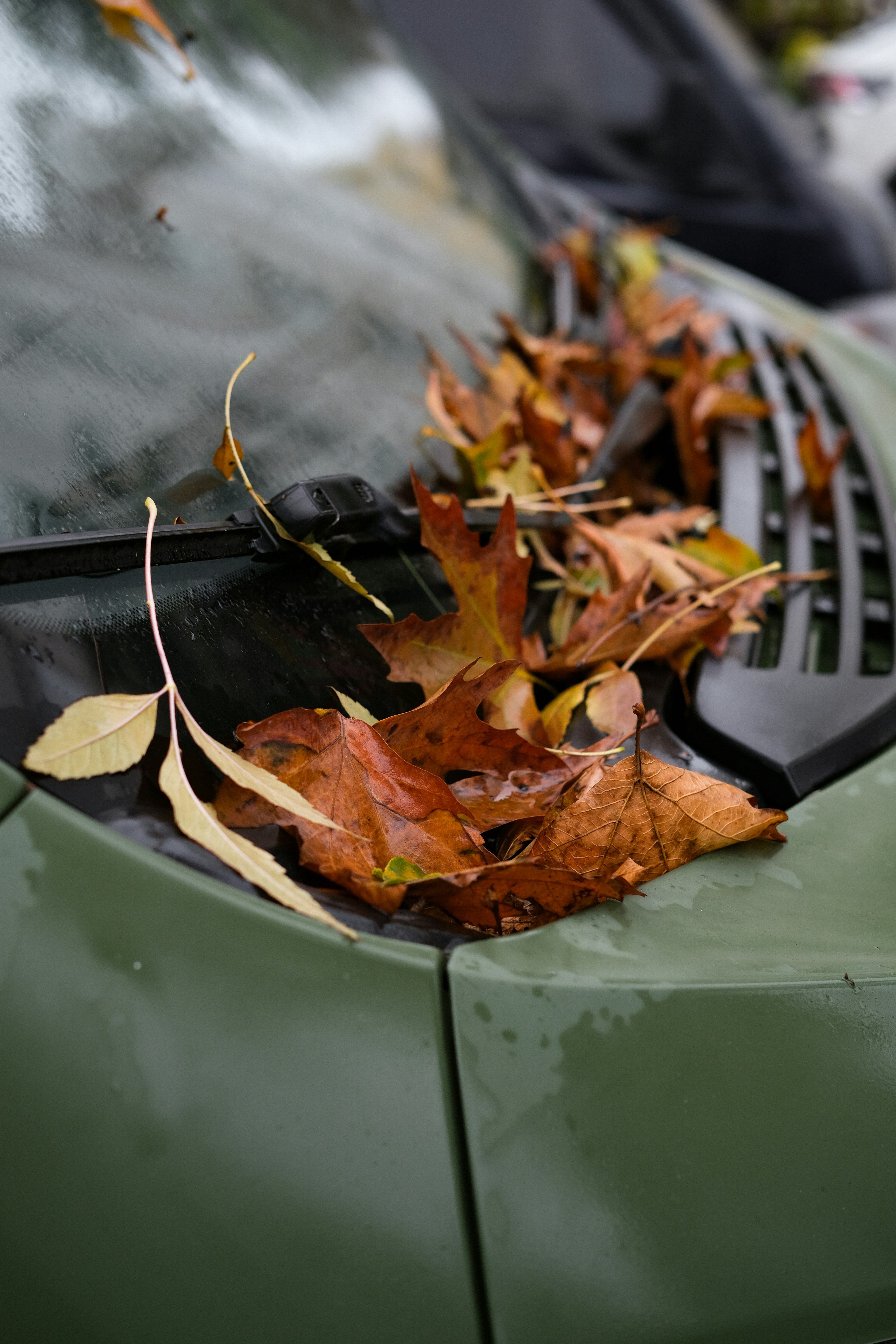 Autumn Leaves on a Wind-Curled Windshield