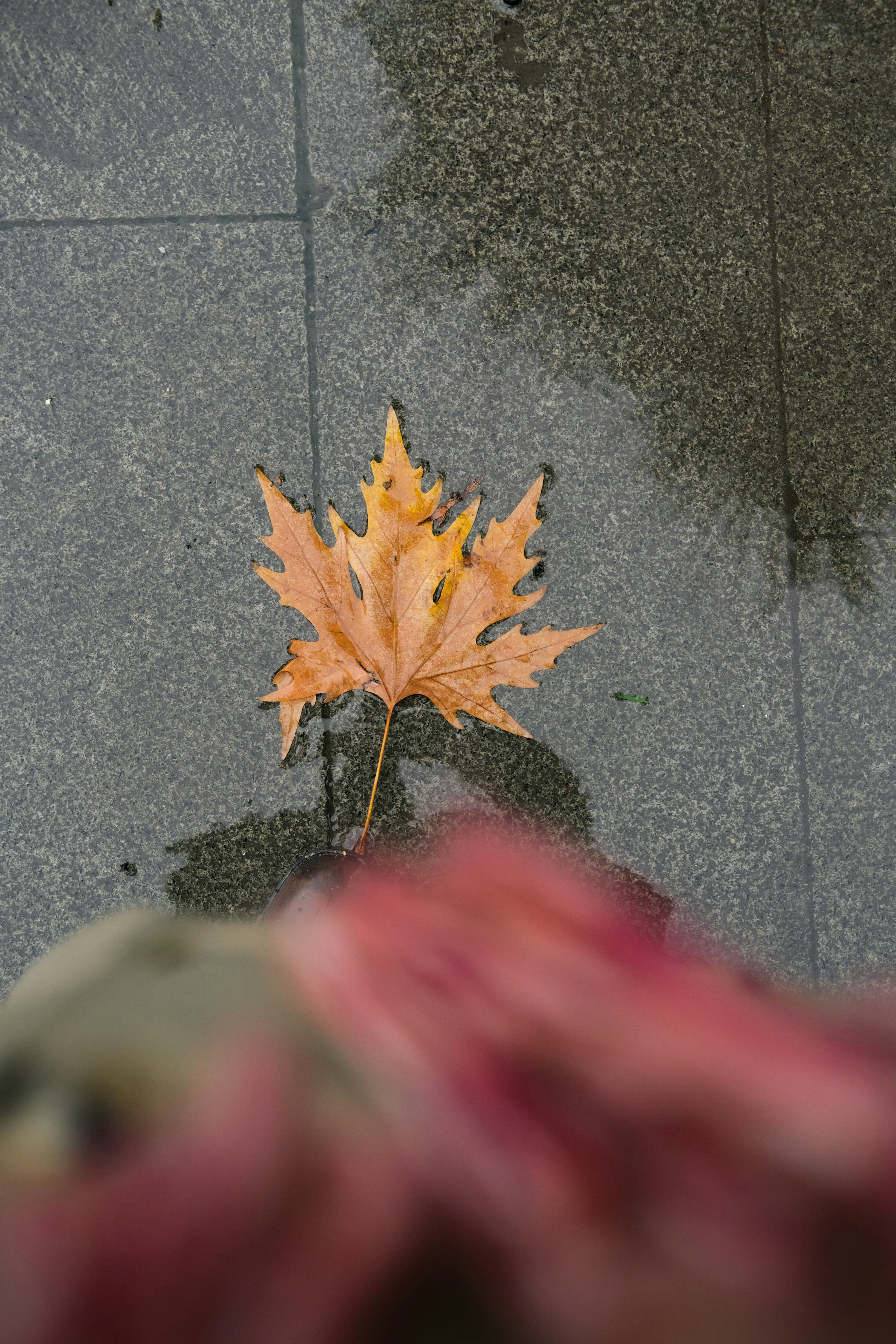Autumn Leaf on Rain-Slicked Pavement