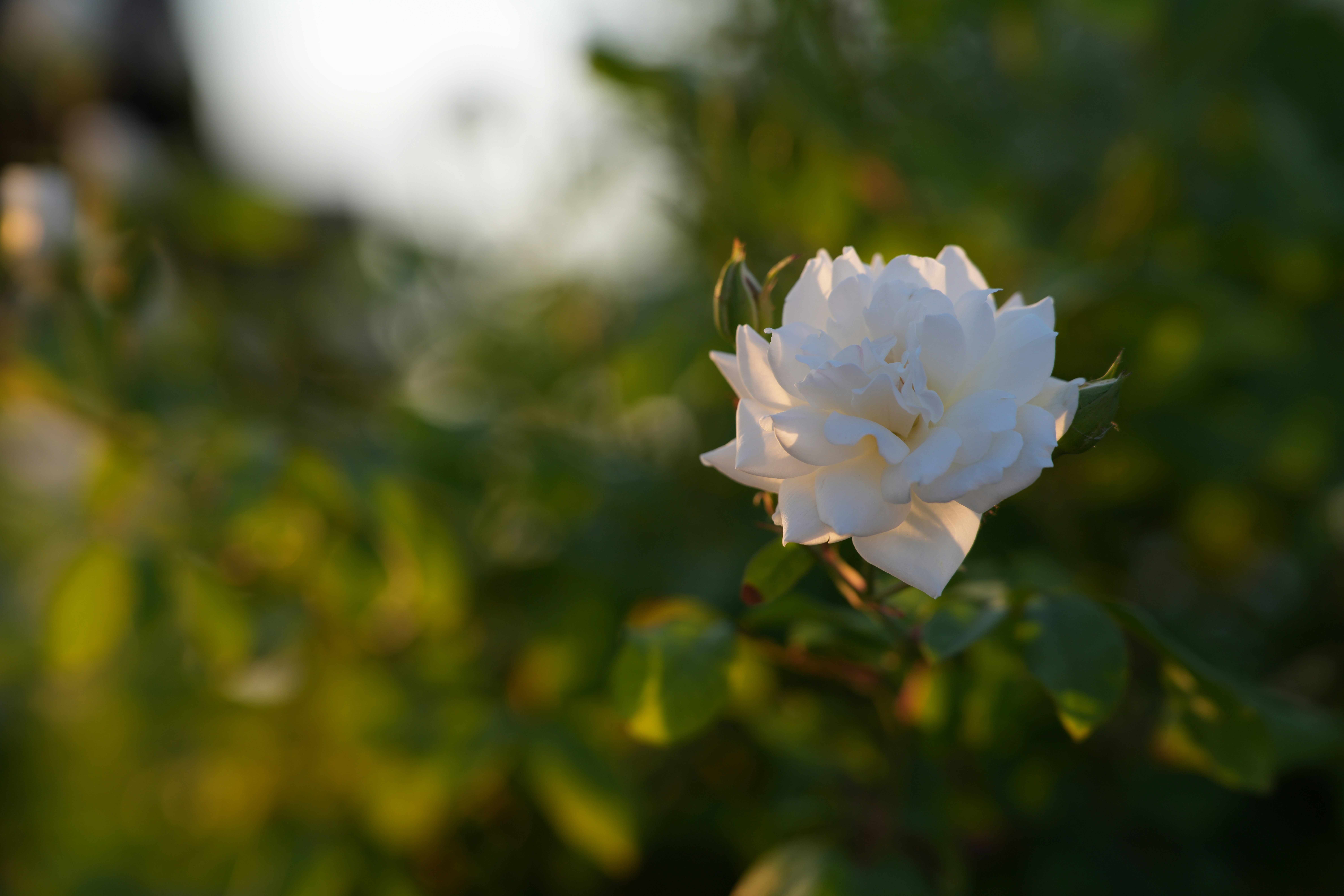 Photo by Tadeusz Zachwieja with Sony Alpha 7R V