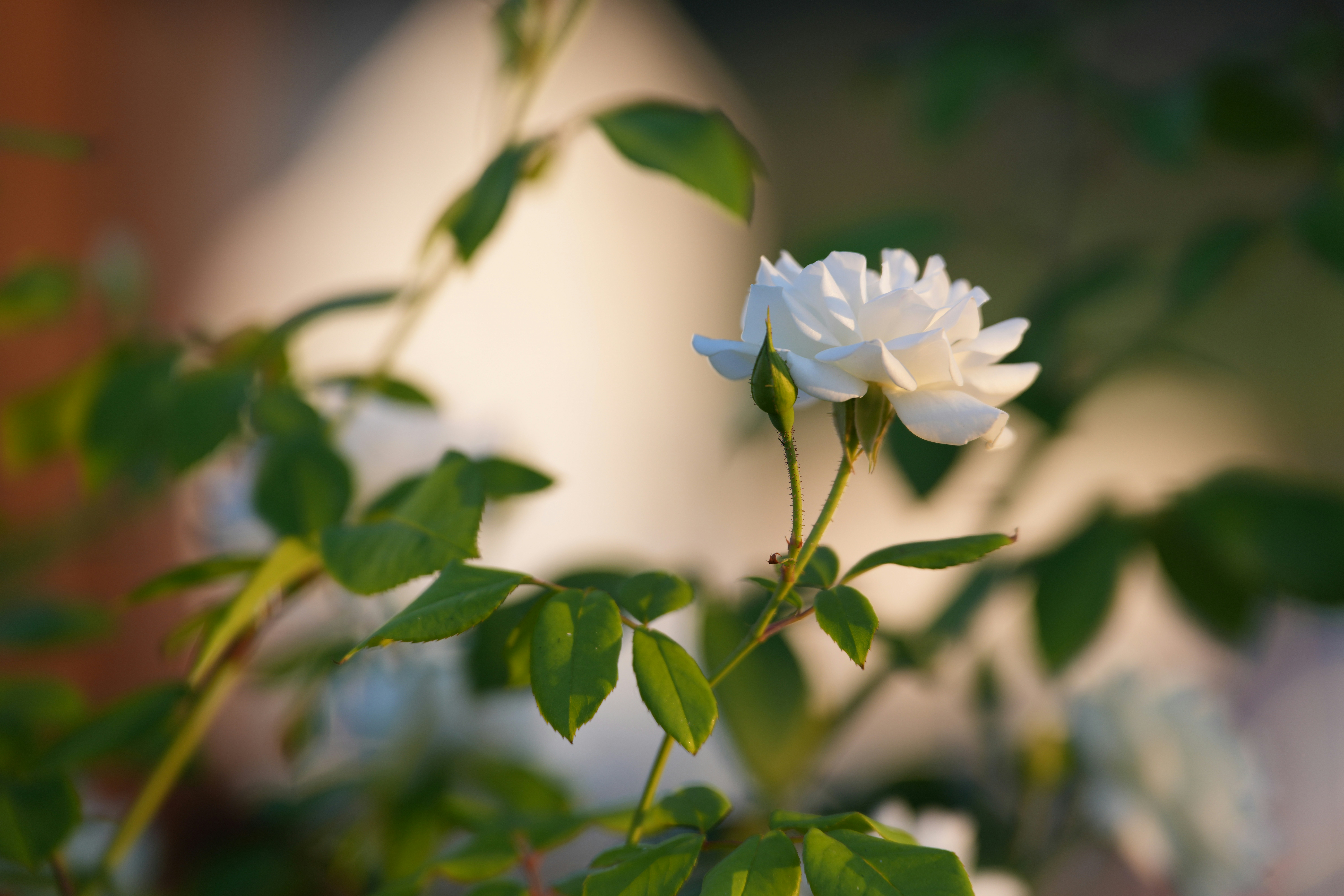 Photo by Tadeusz Zachwieja with Sony Alpha 7R V