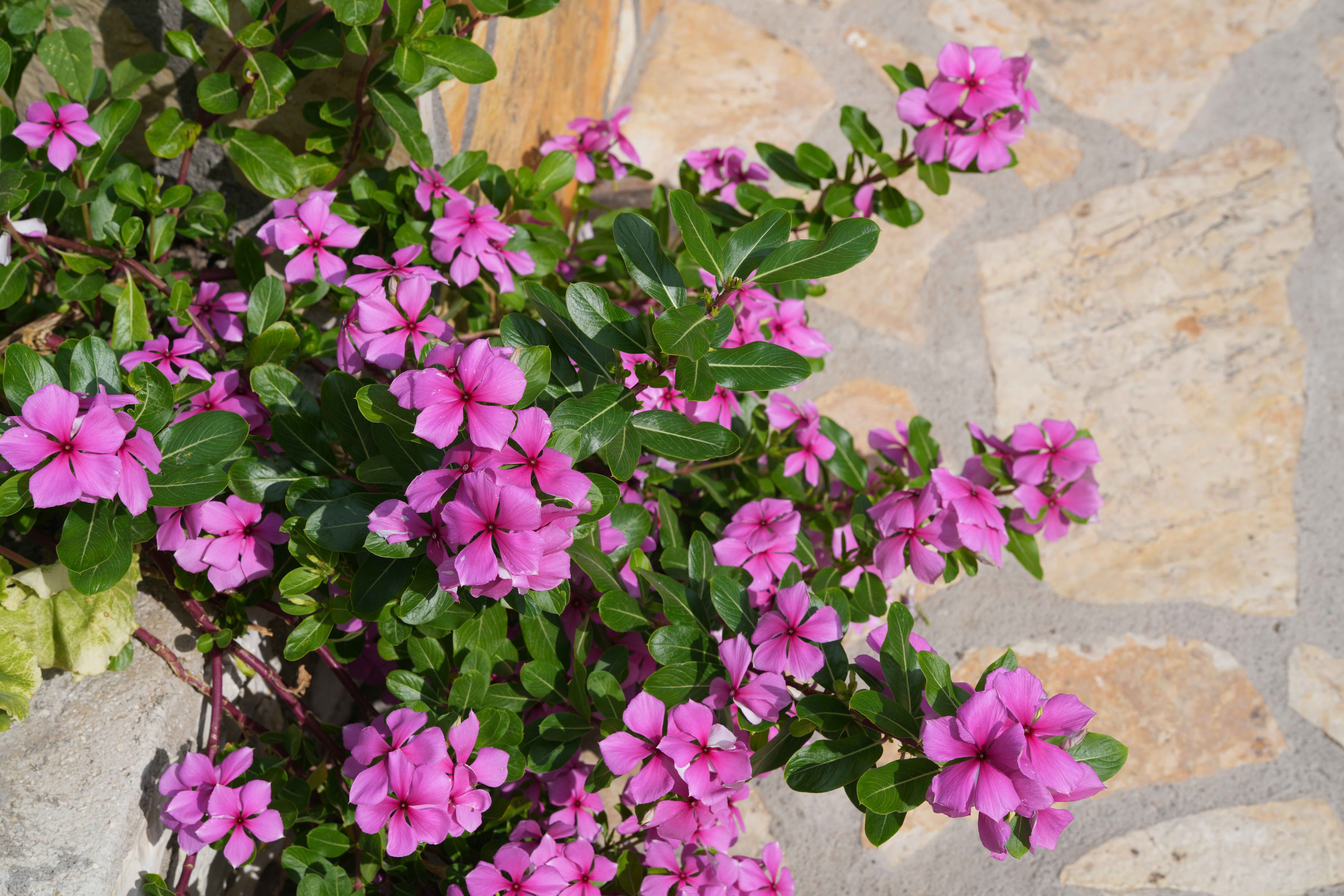 Flowers of Catharanthus roseus at the Palaiokastritsa monastery garden, Corfu, Greece. - Kwiaty barwinka różowego (Catharanthus roseus) w ogrodzie klasztornym Palaiokastritsa, Korfu, Grecja. - Fleurs de Catharanthus roseus dans le jardin du monastère de Palaiokastritsa, Corfou, Grèce. - Квіти Catharanthus roseus у саду монастиря Палеокастрица, Корфу, Греція. - Цветы Catharanthus roseus в саду монастыря Палеокастрица, Корфу, Греция. - Fiori di Catharanthus roseus nel giardino del monastero di Palaiokastritsa, Corfù, Grecia. - ギリシャ、コルフ島、パライオカストリツァ修道院庭園のロゼア・カタルアンスの花。
