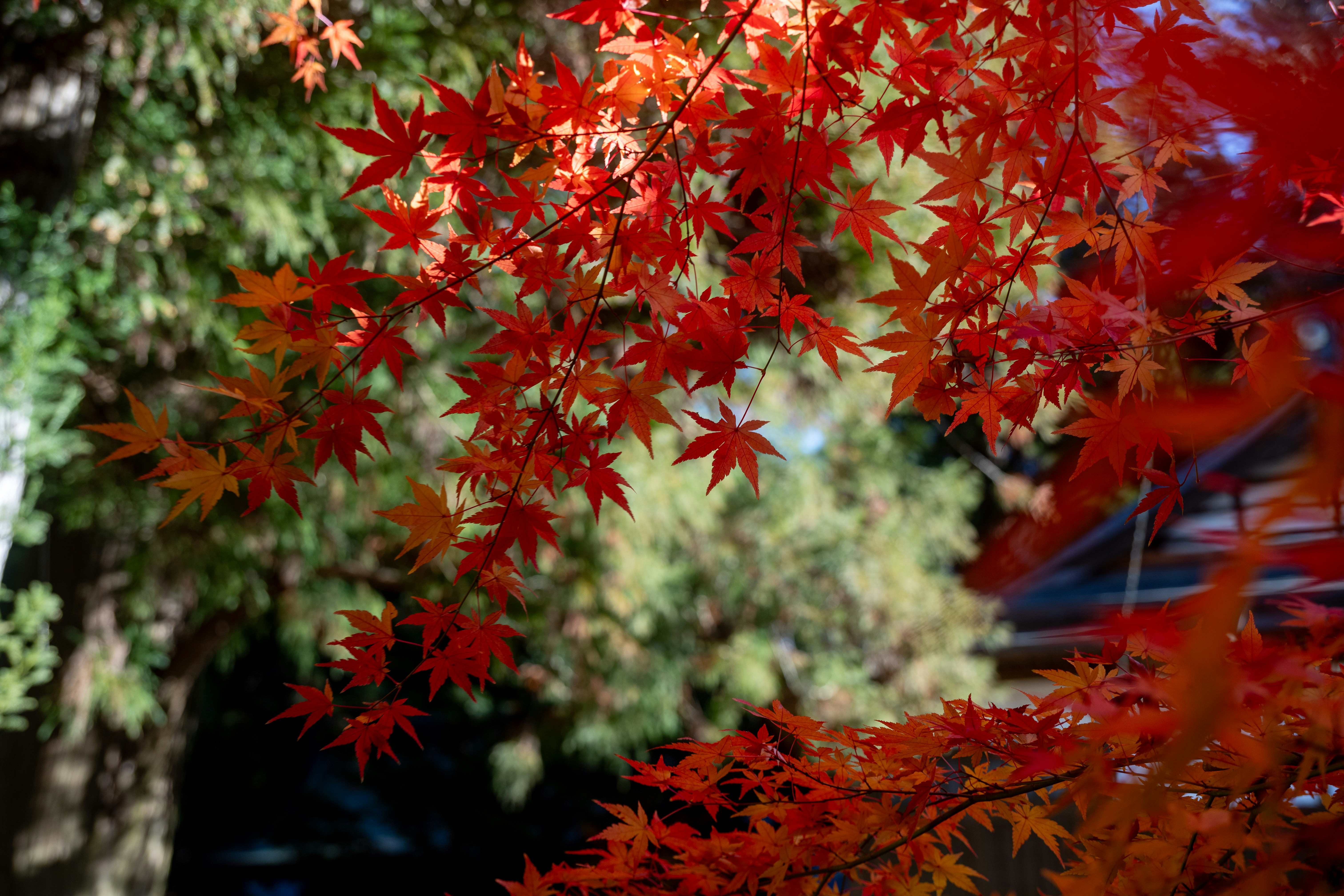 Crimson Cascade: Autumn Maple Fronds Framing a Quiet Garden