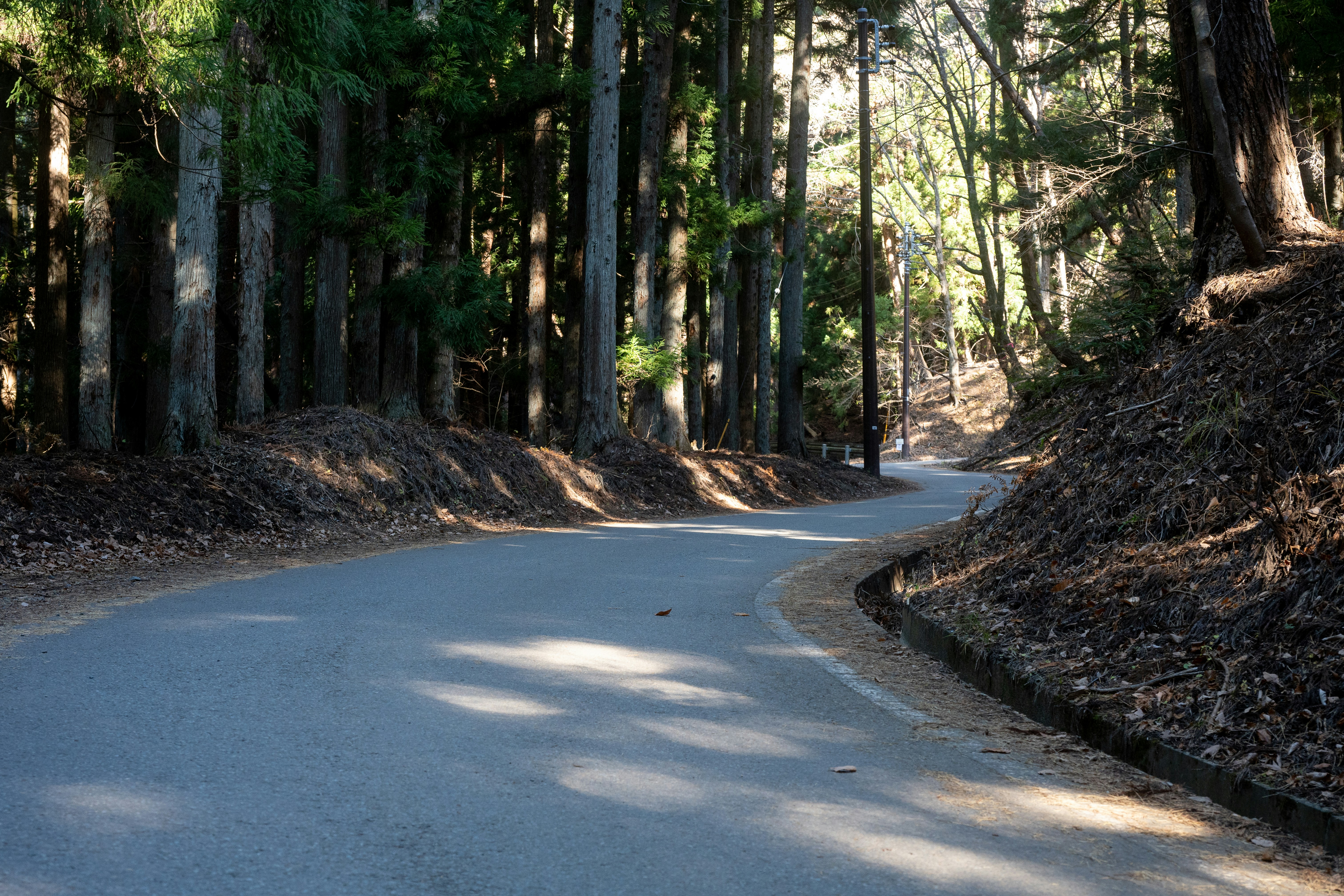 Photo by Turquo Cabbit with Nikon Z6 III