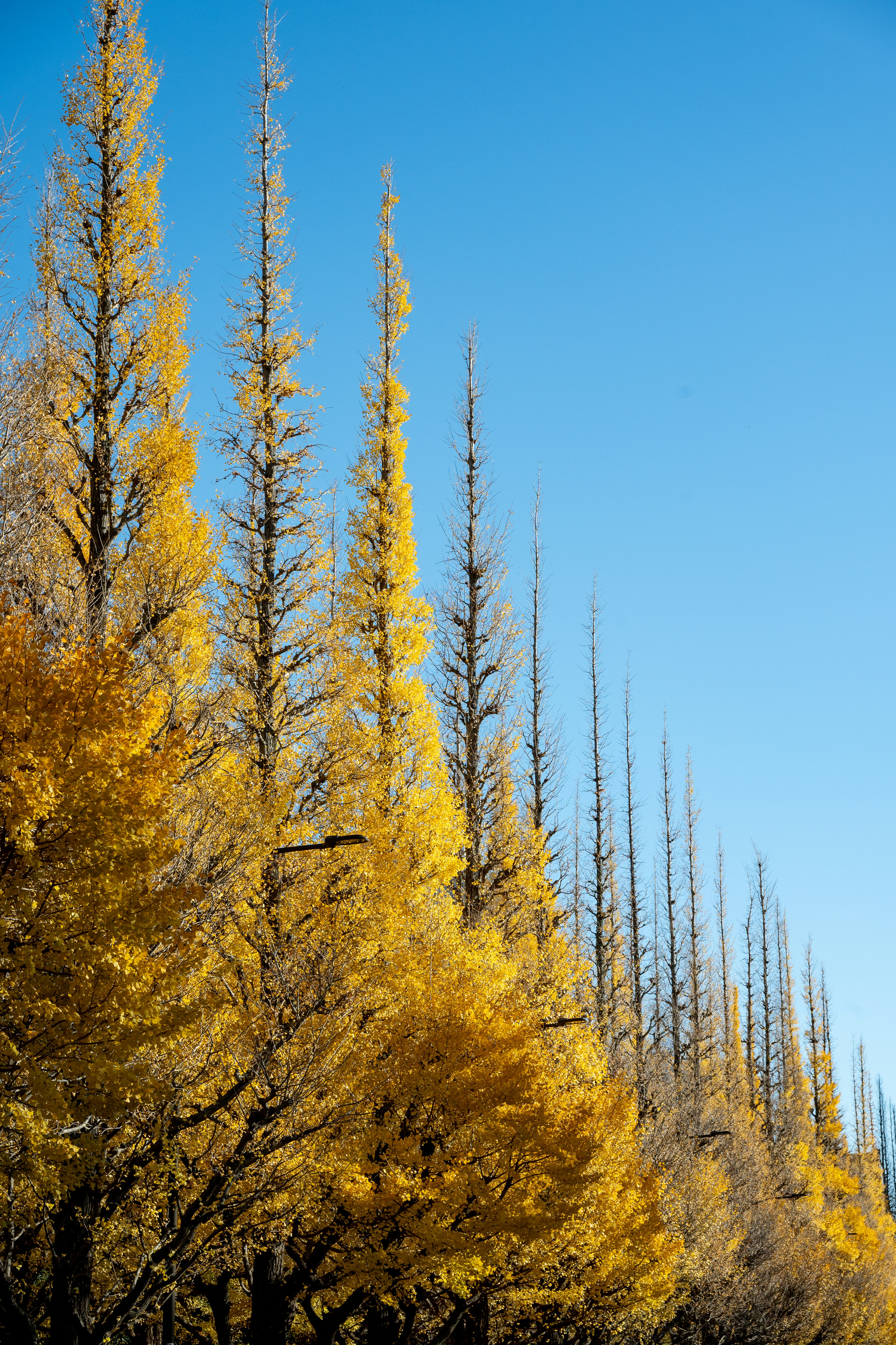 Golden Trees Reaching for the Blue Sky