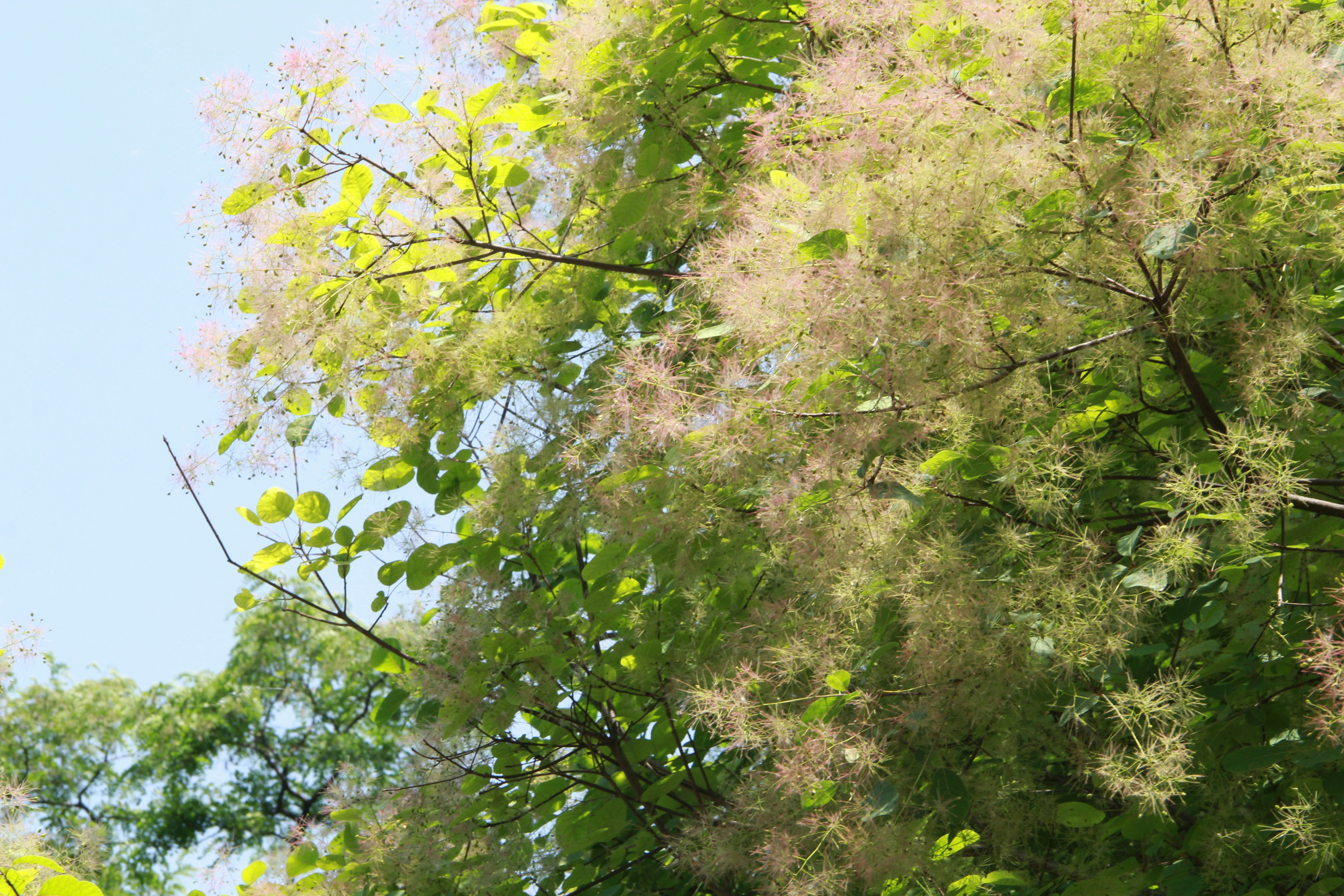 Photographed on May 2, 2019.