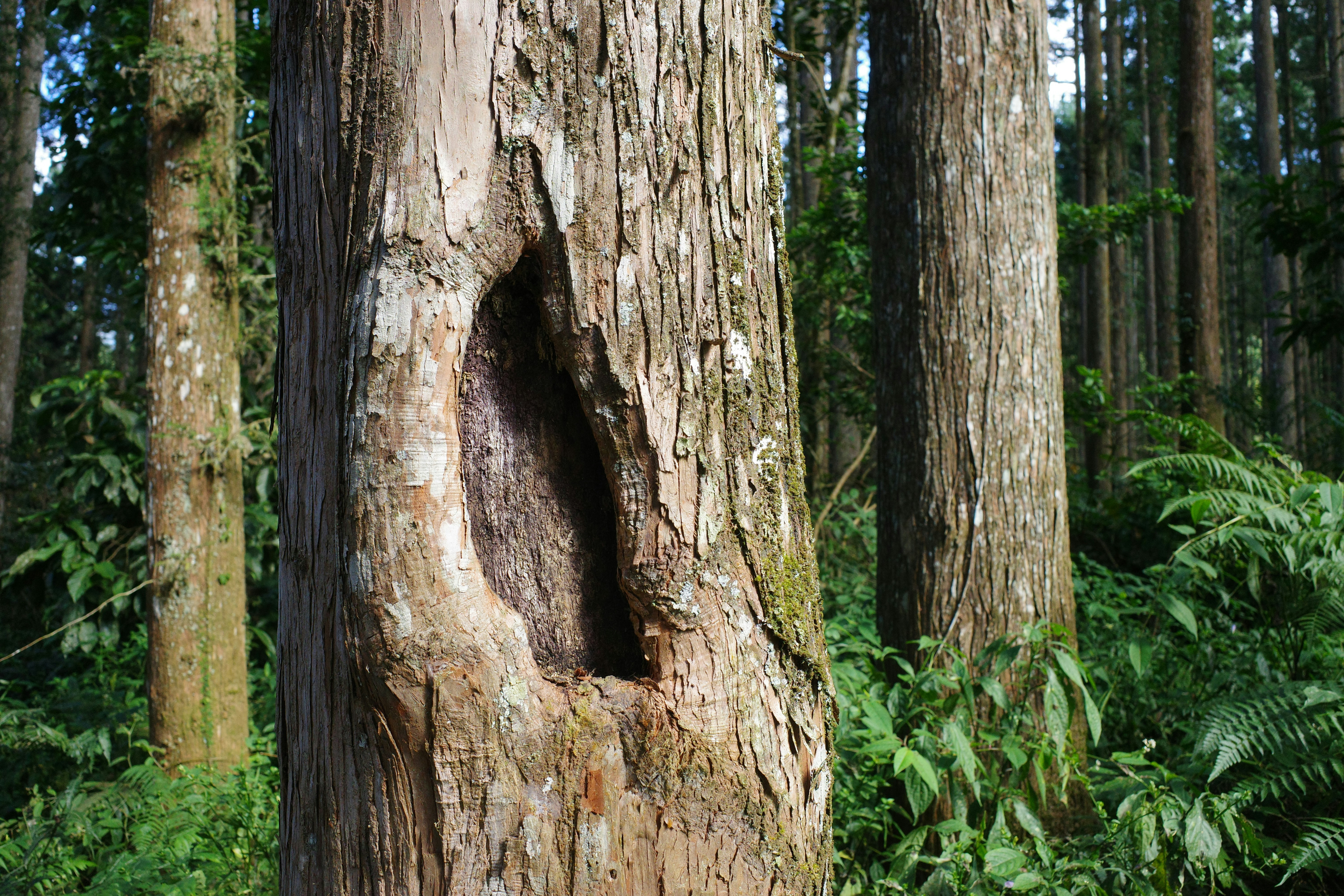 Hollow in a textured tree trunk in a forest photo – Free Forest Image ...