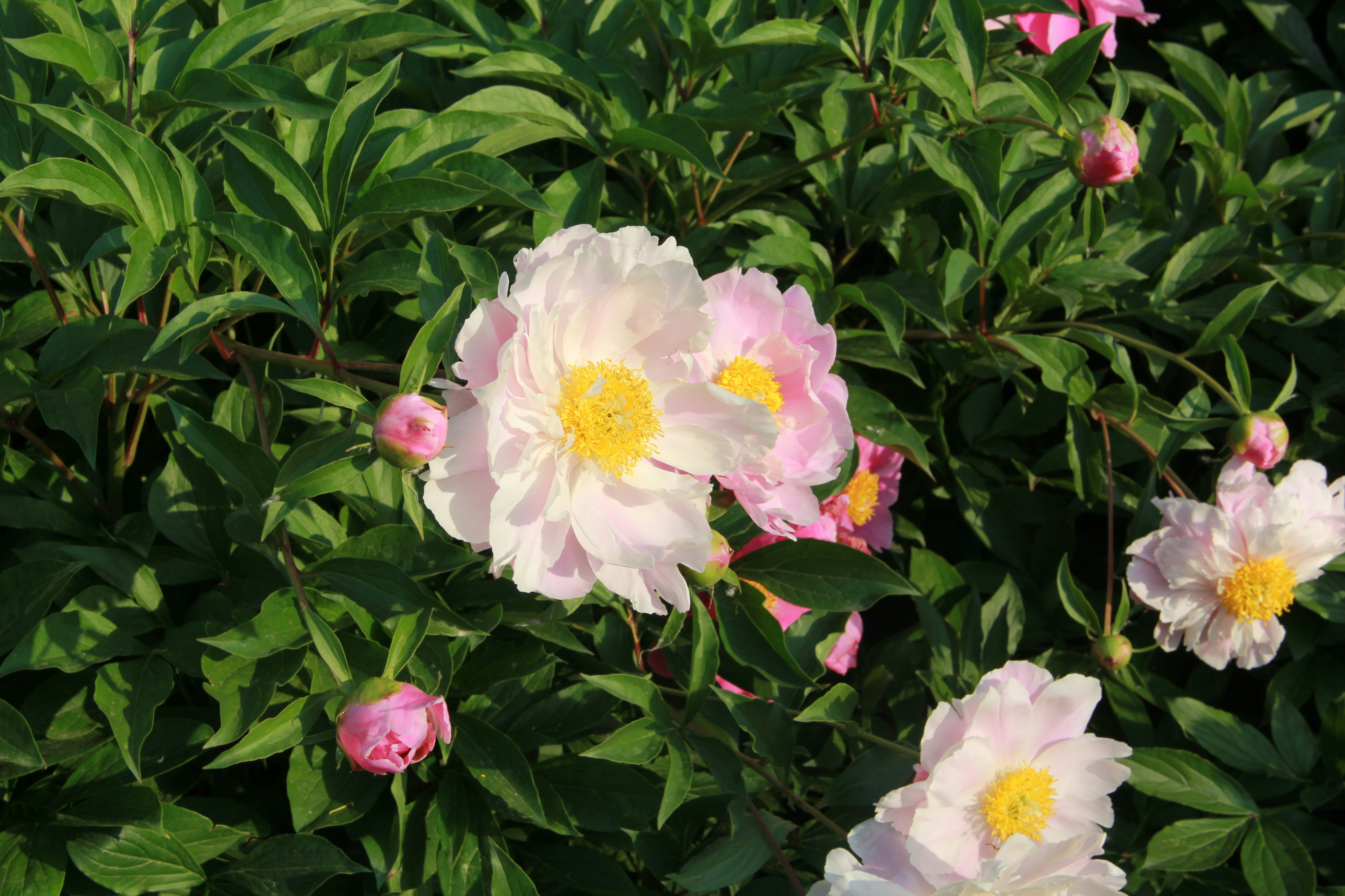 Pink-tinged Peony Bloom Centered in a Verdant Bed