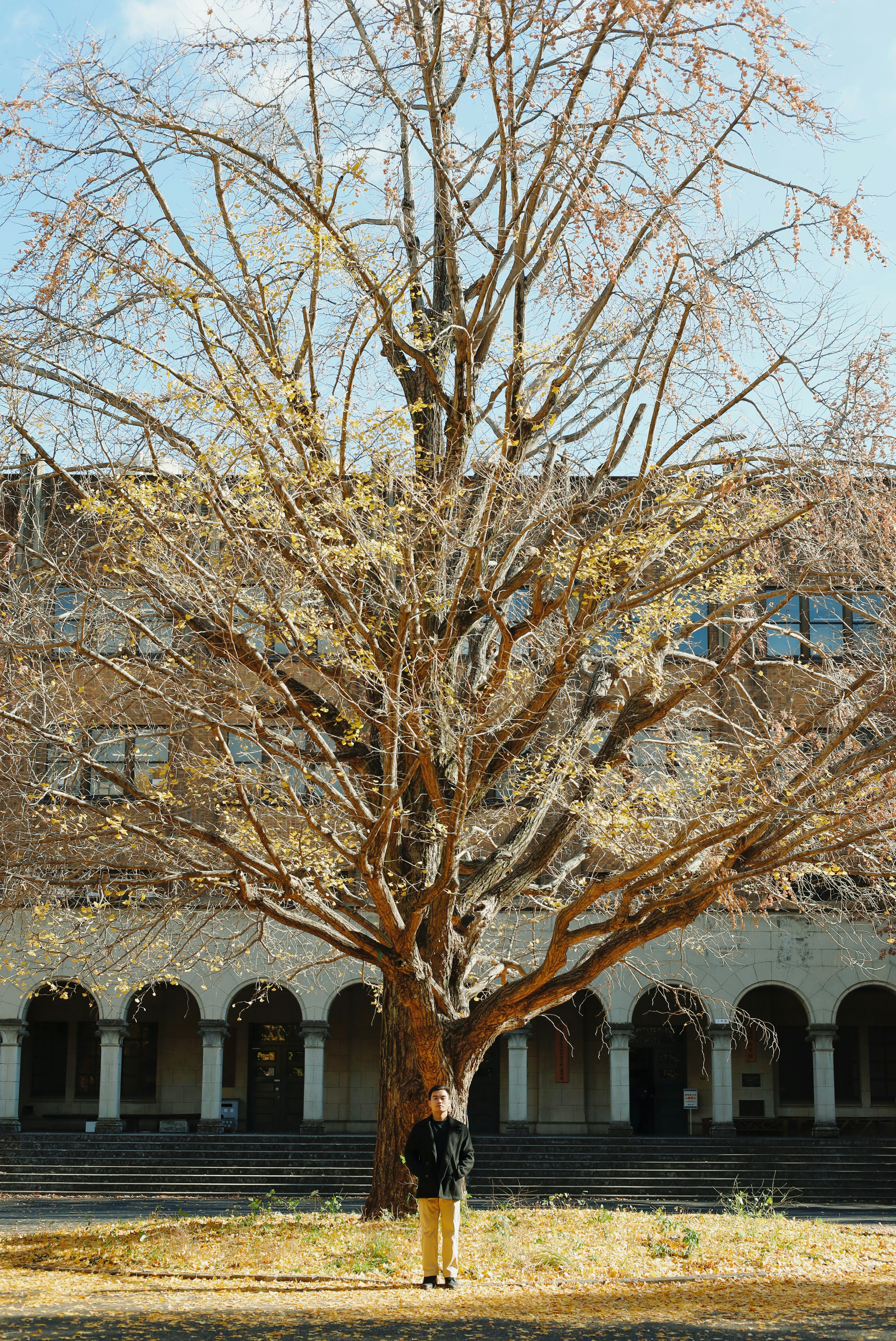  lone figure beneath a sprawling winter tree in a courtyard
