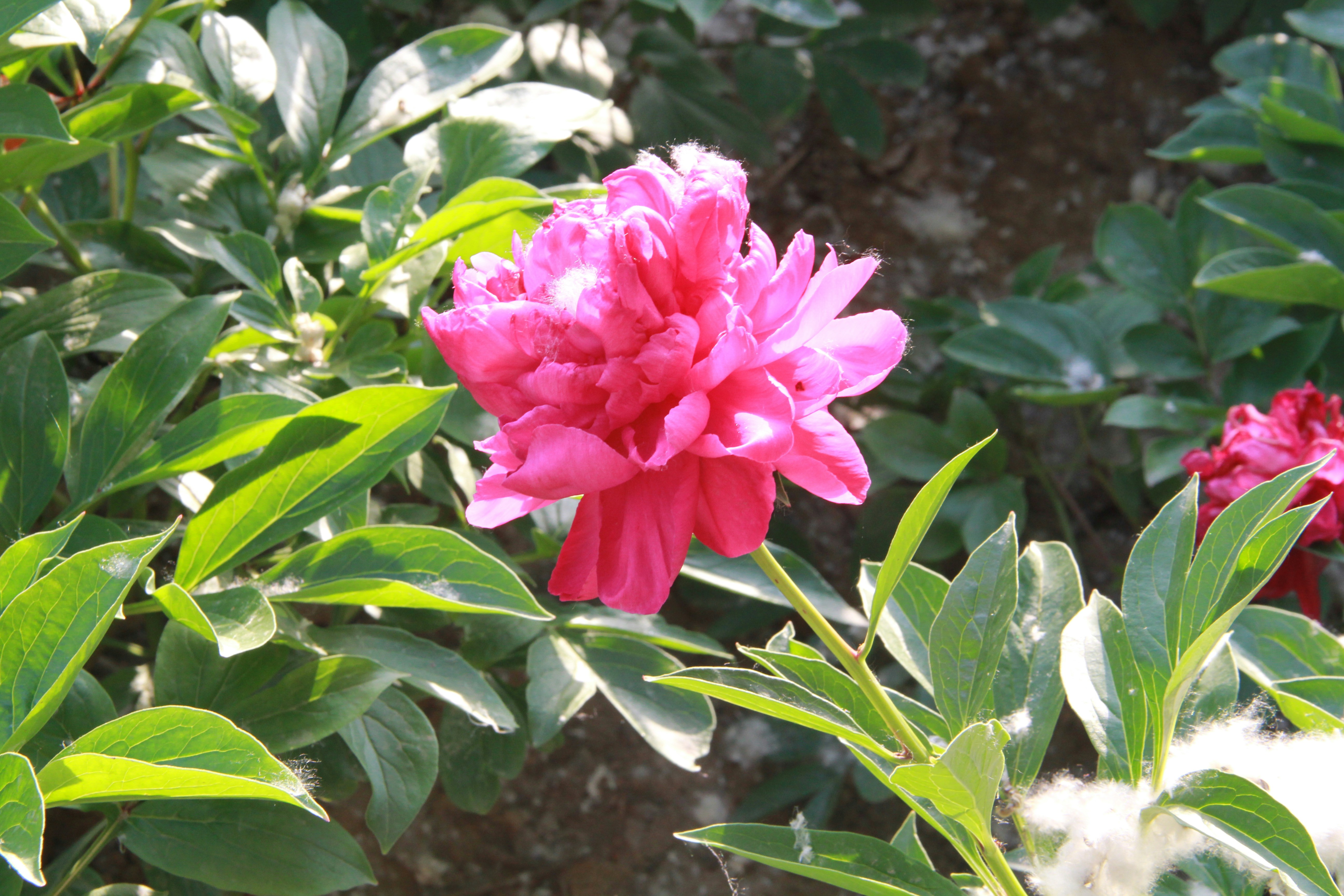 Pink Peony Lantern: A Bloom among Green Leaves