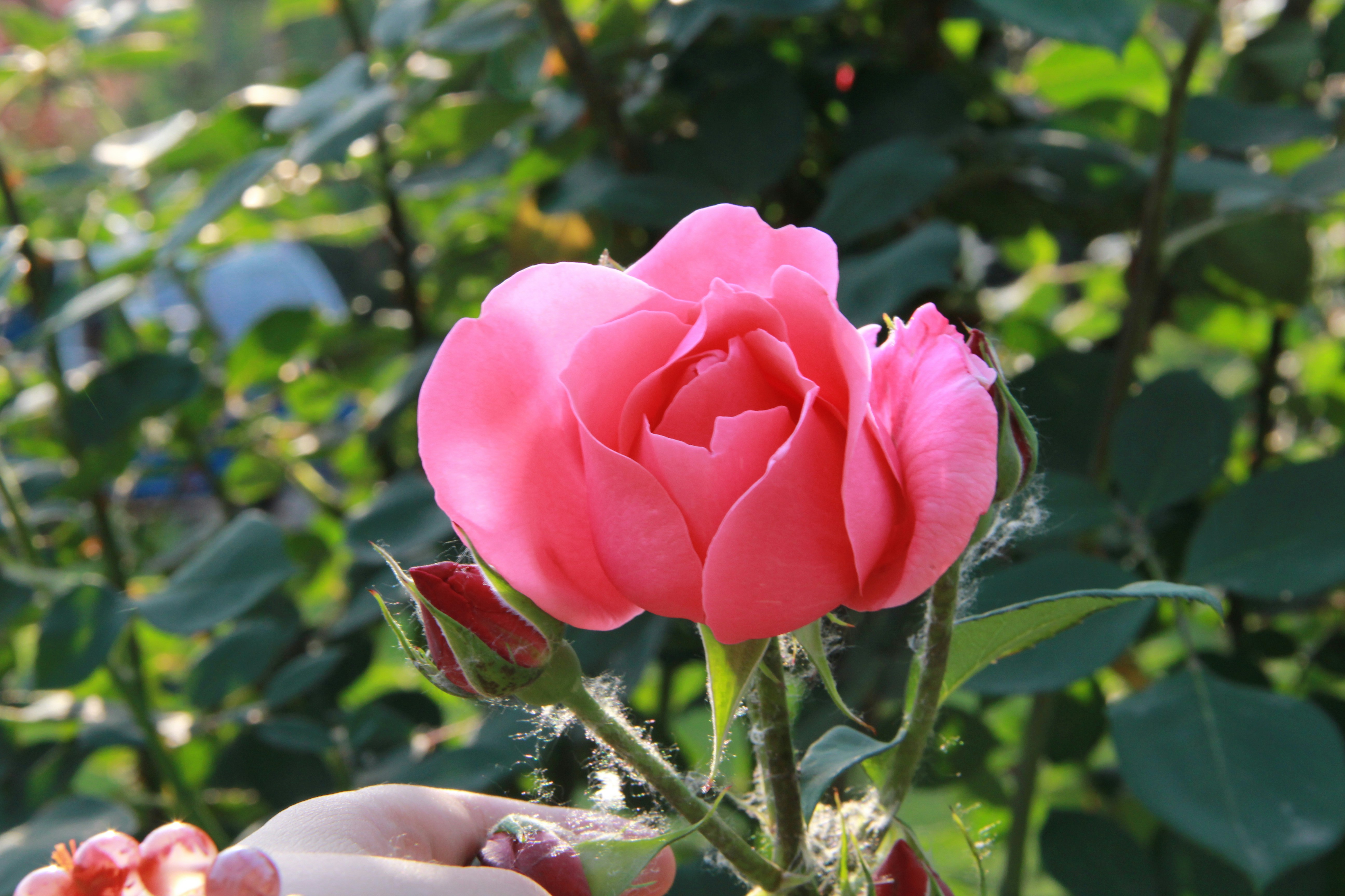 Photographed on May 2, 2019.