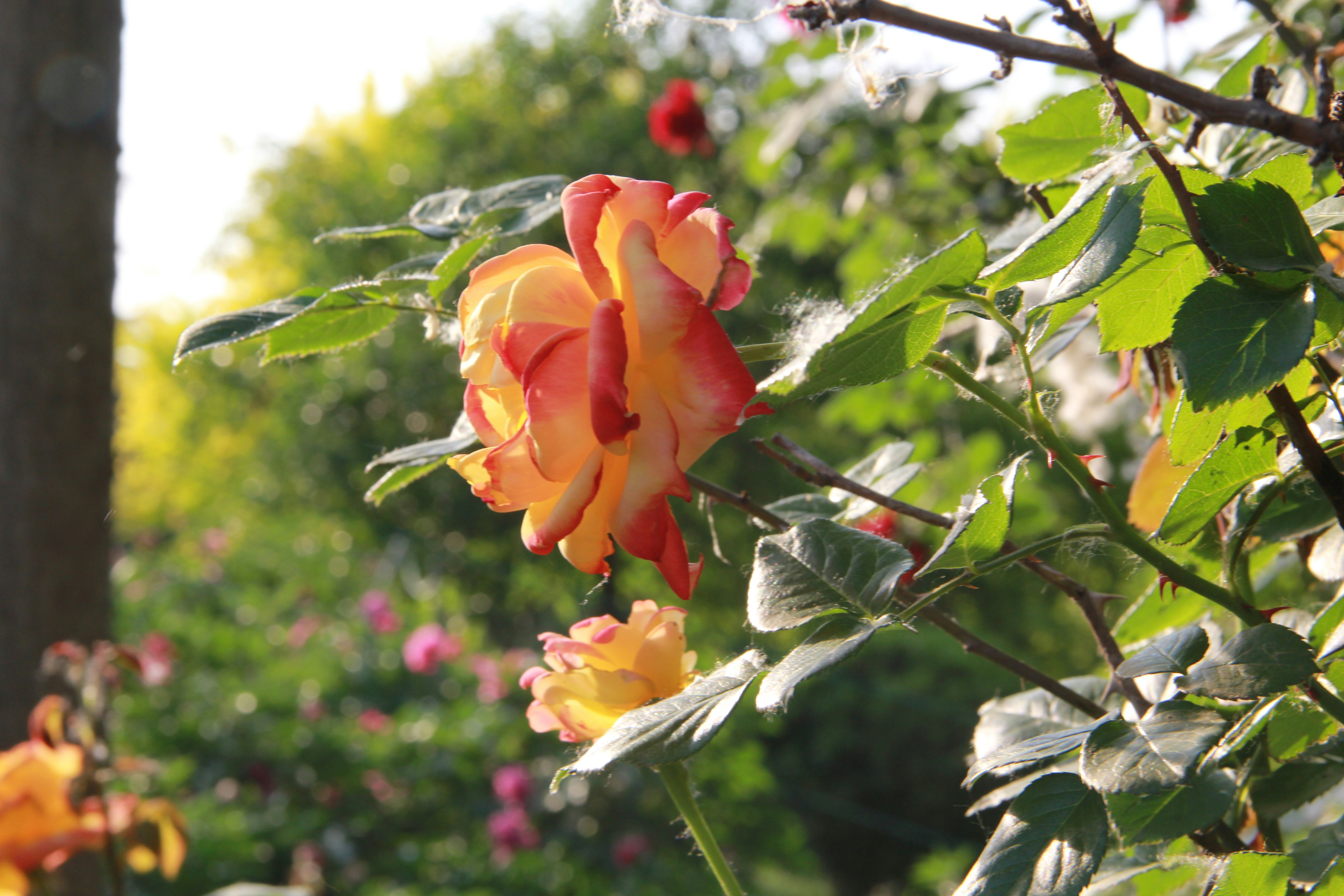 Sunlit Orange Rose in a Gentle Garden Glow