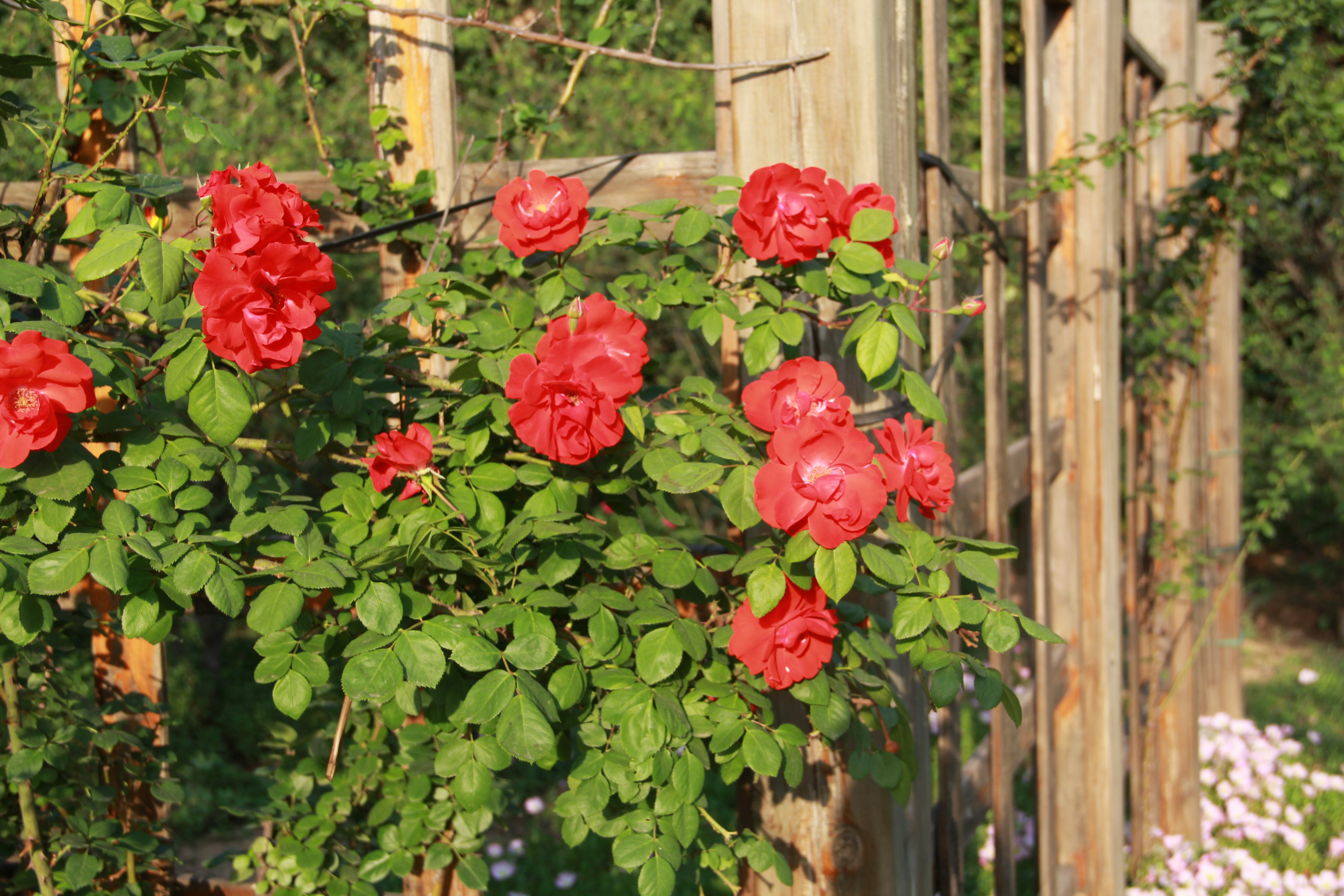 Photographed on May 2, 2019.