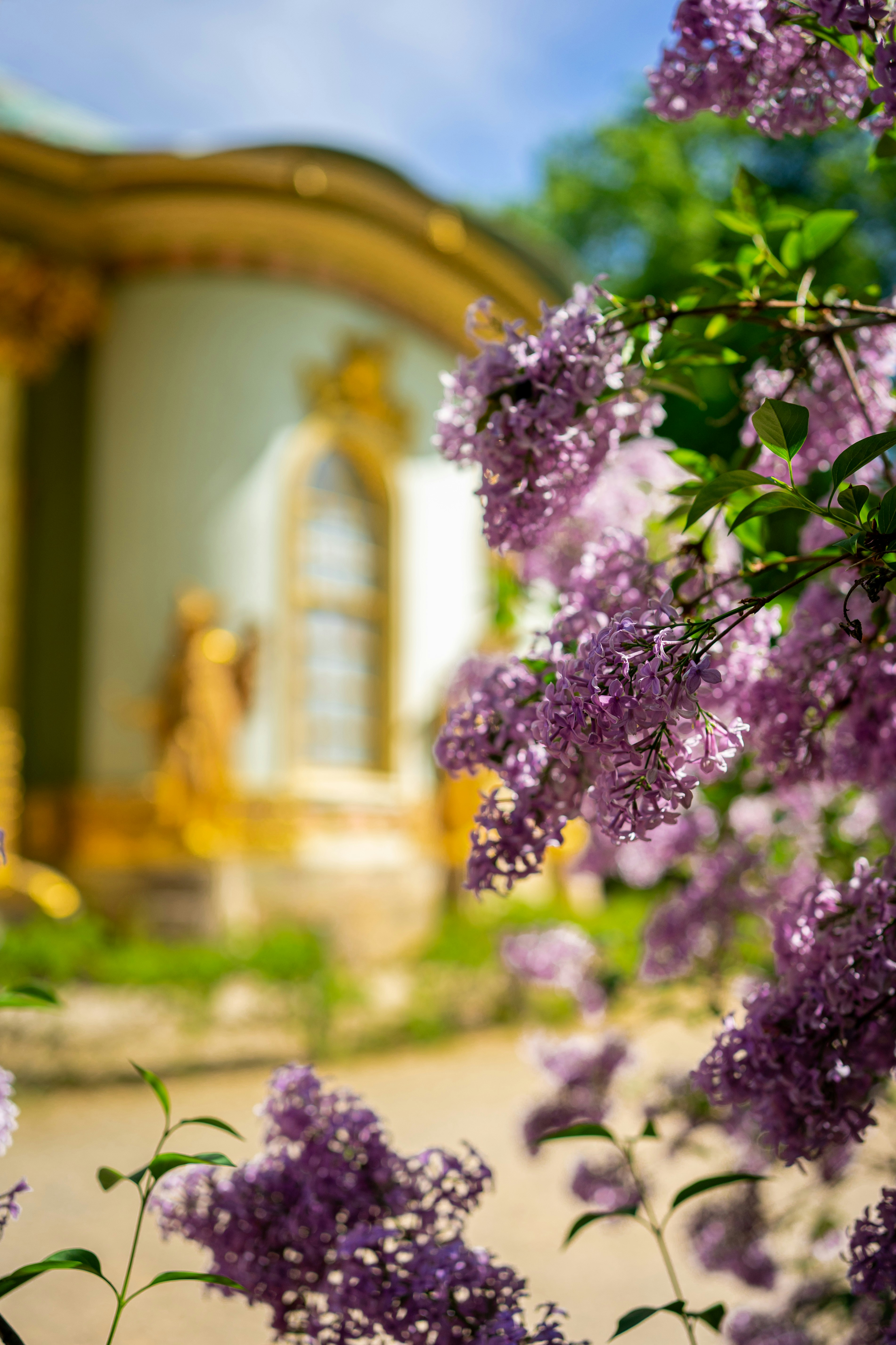 Lilac Cascade in Focus: Framing a Historic Courtyard Through Bloom