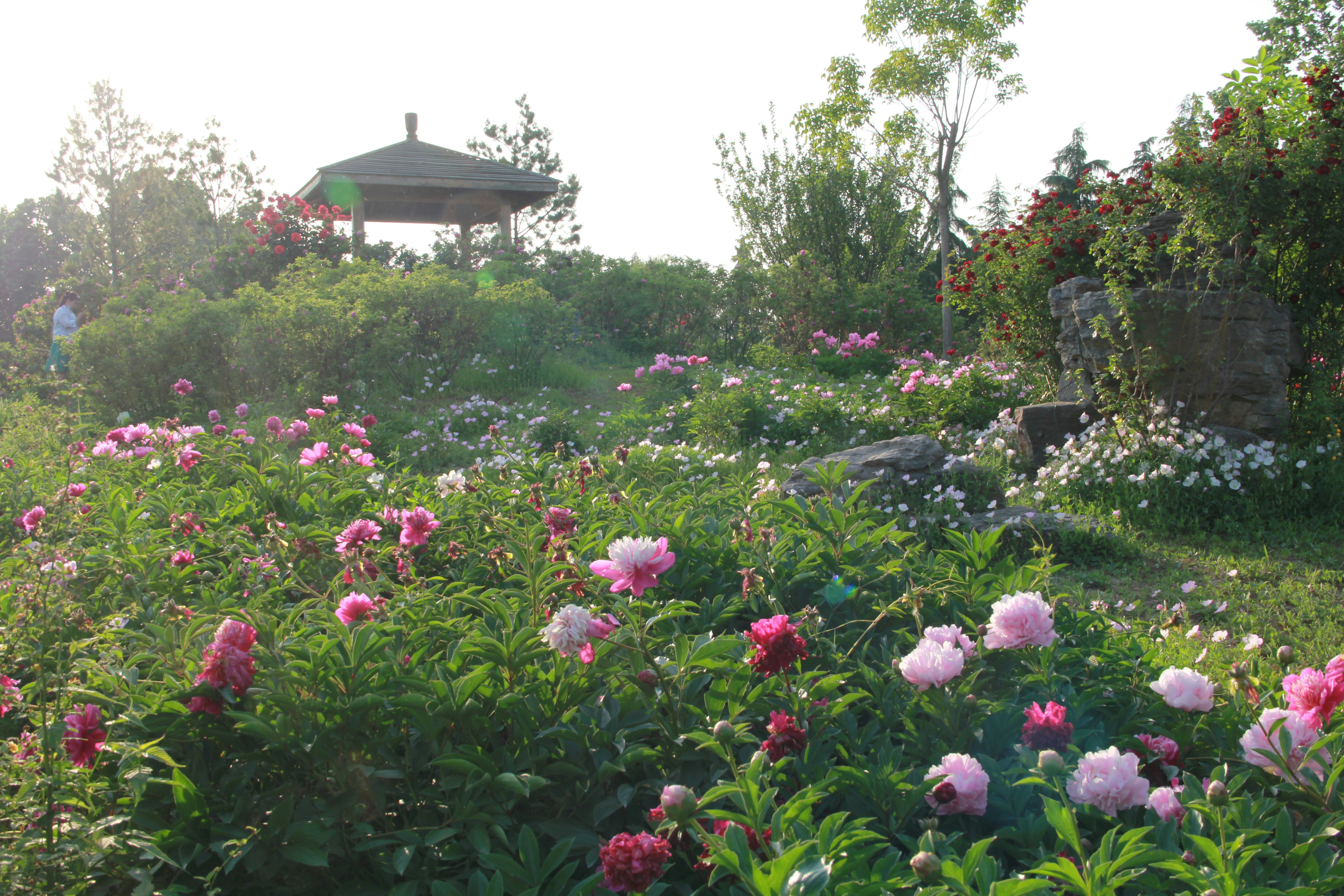 Blooms and Gazebo: A Sunlit Garden in Full Color