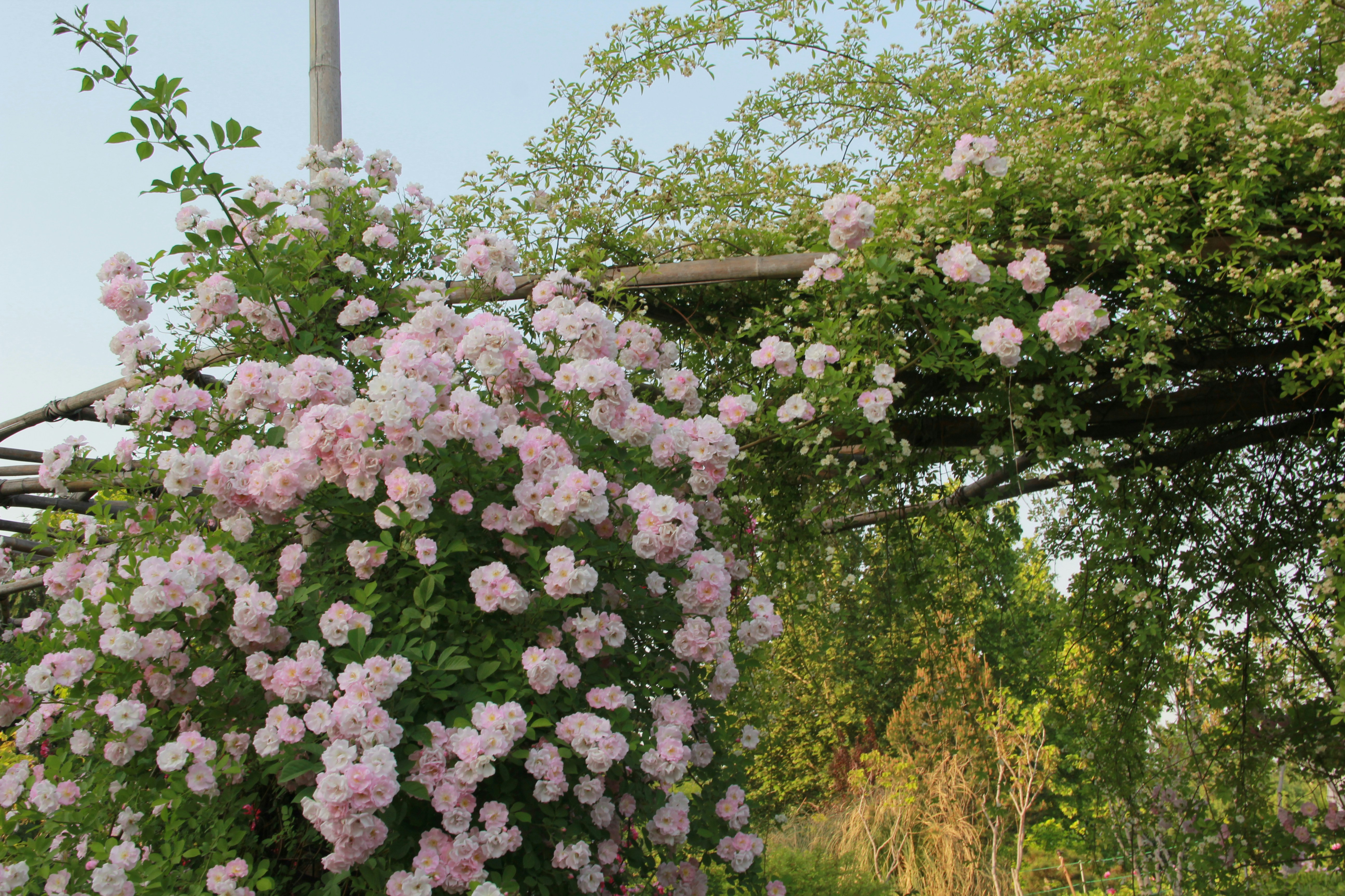 Pink Rose Arc: a sunlit garden framed by flowering vines