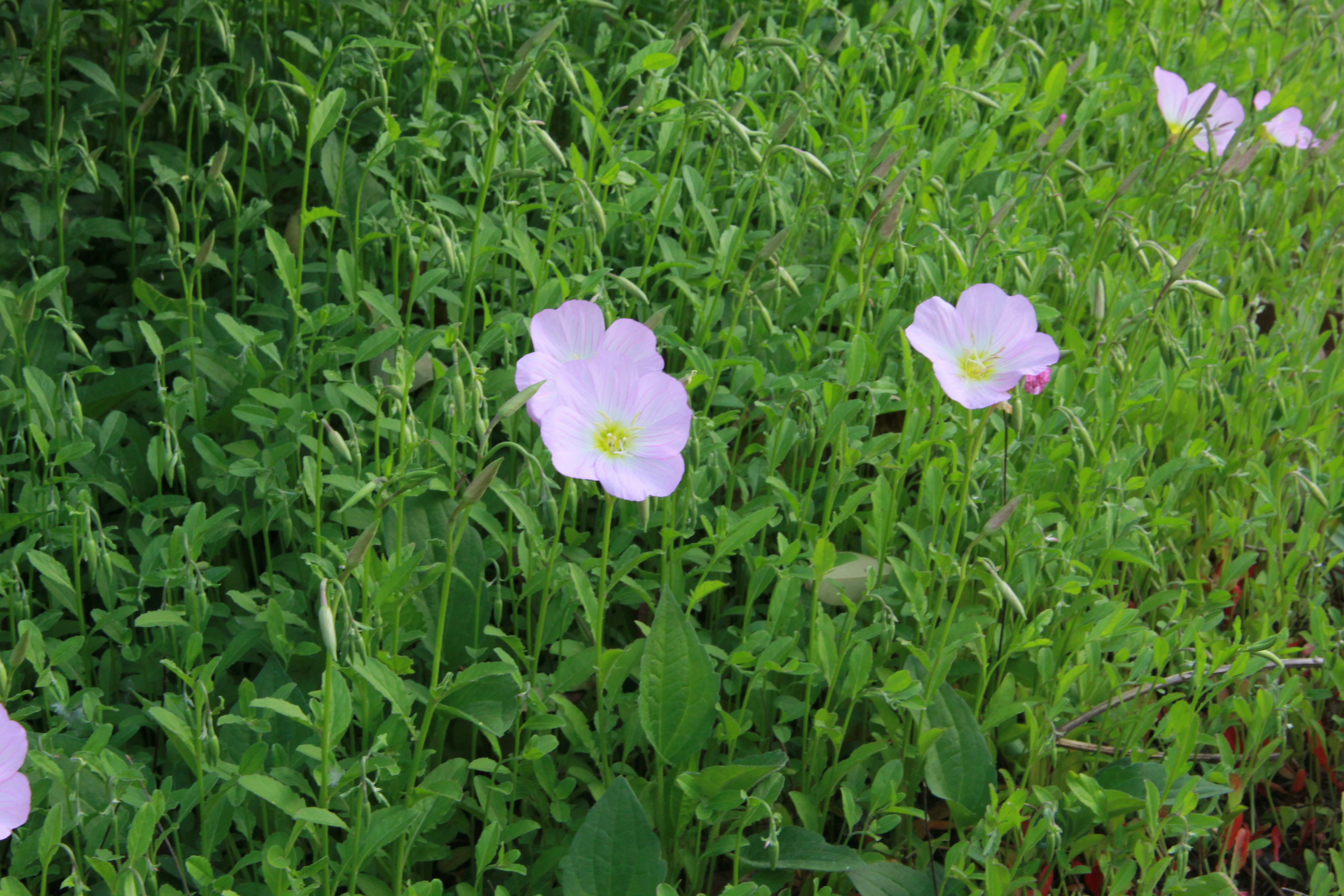 Photographed on May 2, 2019.