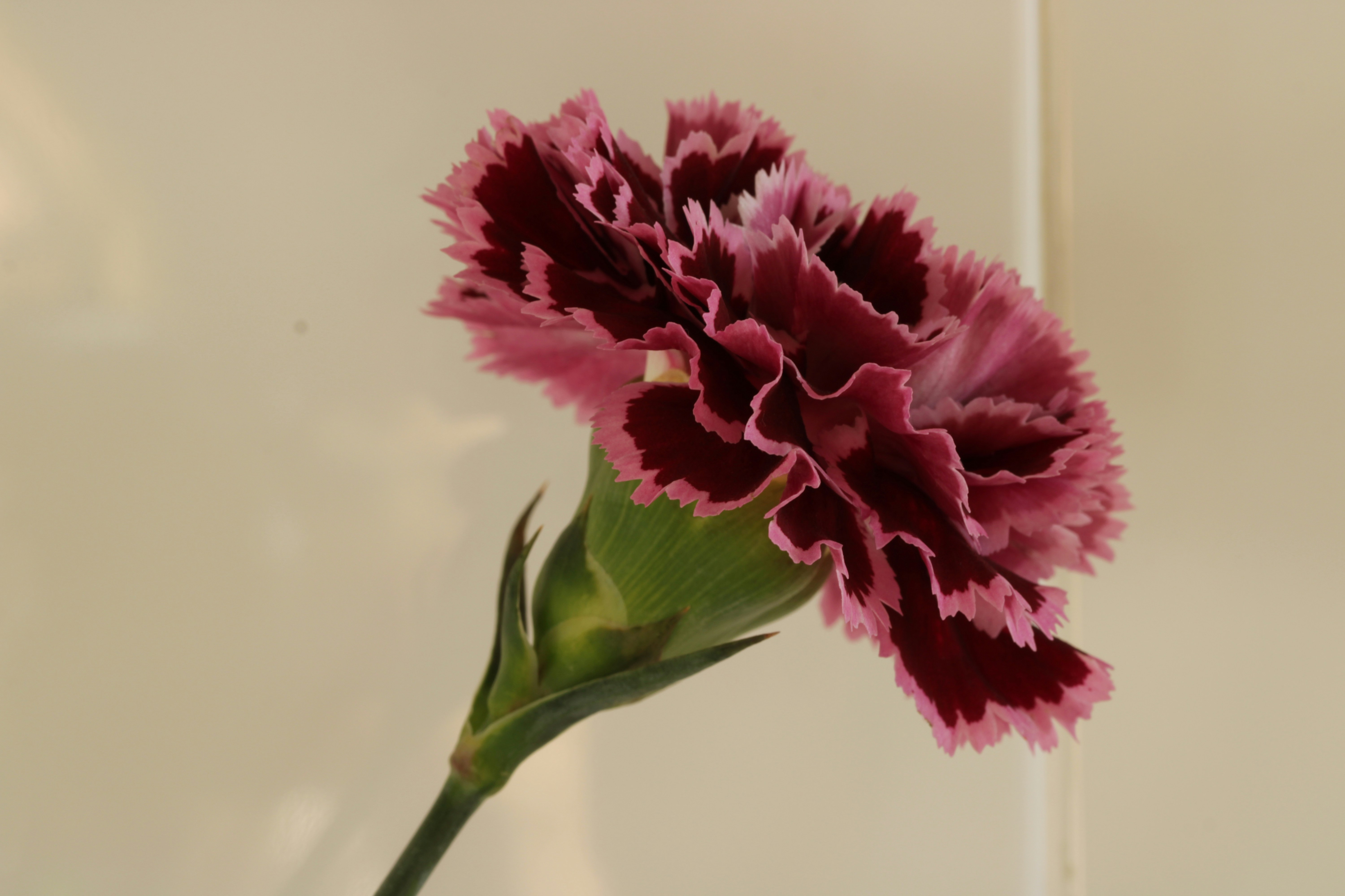 Photo by Susana Bartolome with Canon EOS 2000D