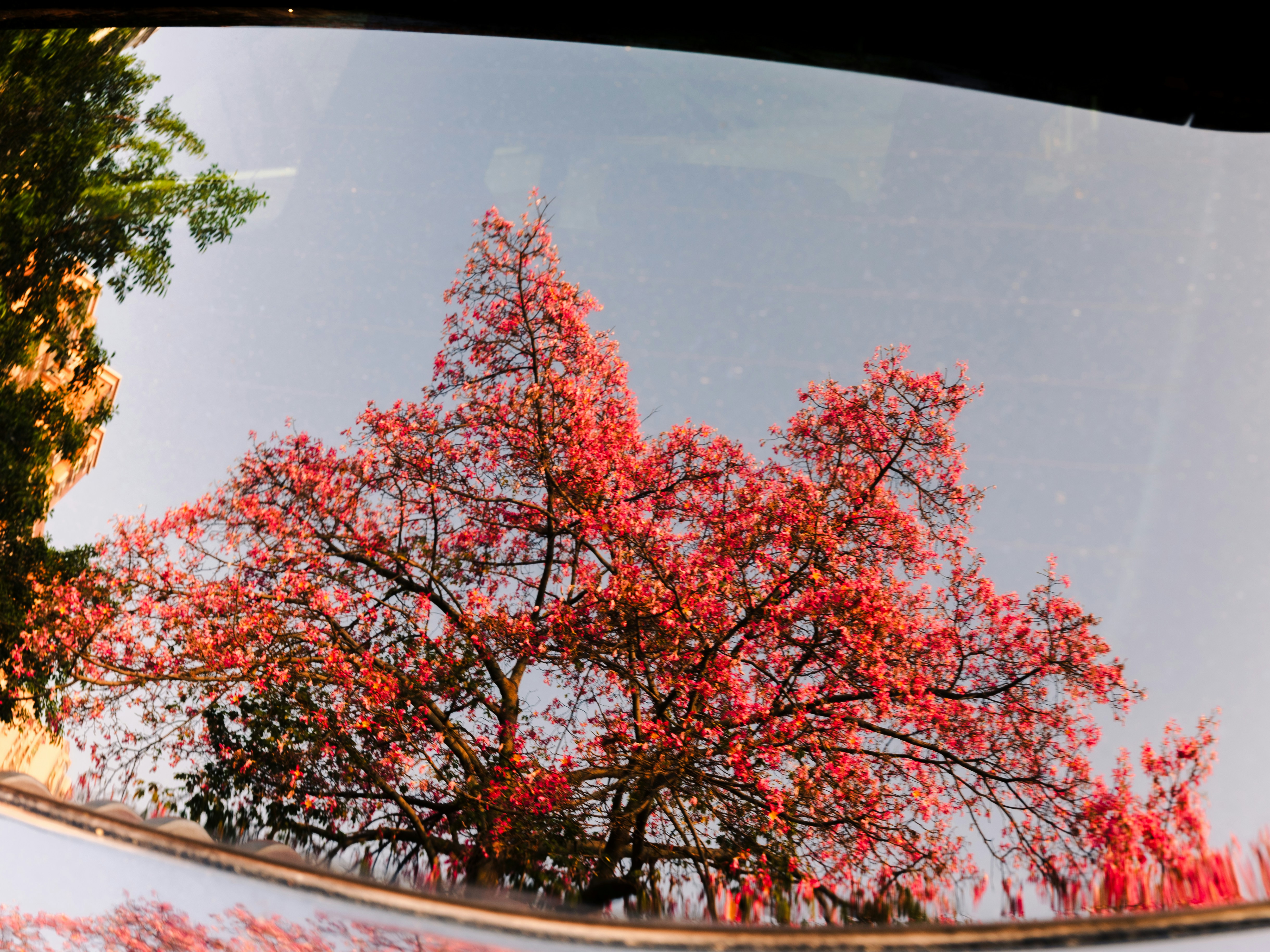 Crimson canopy: a flowering tree framed against a clear sky
