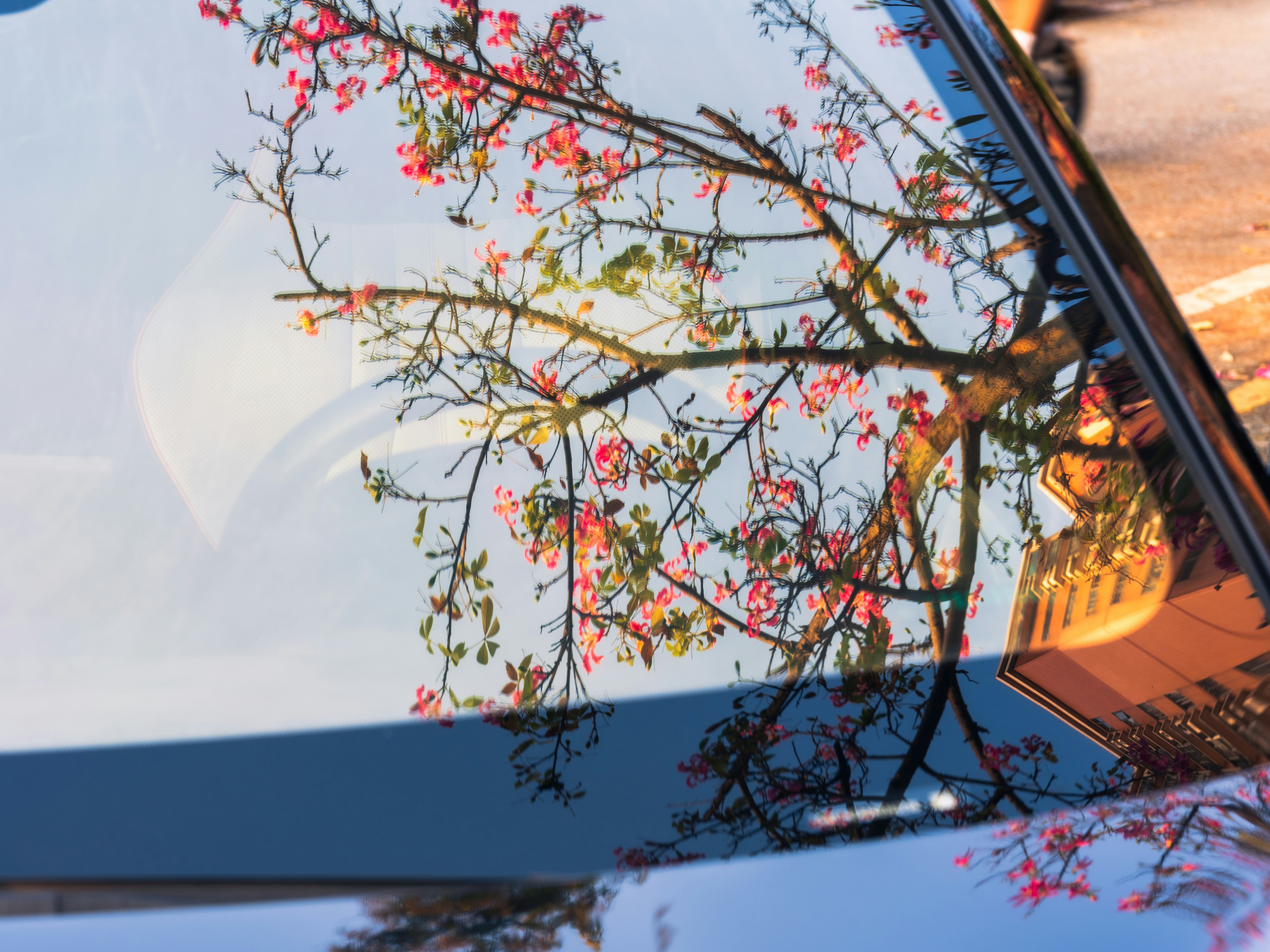 Chromatic Reflection: Blossoms and Skyline Refracted on a car