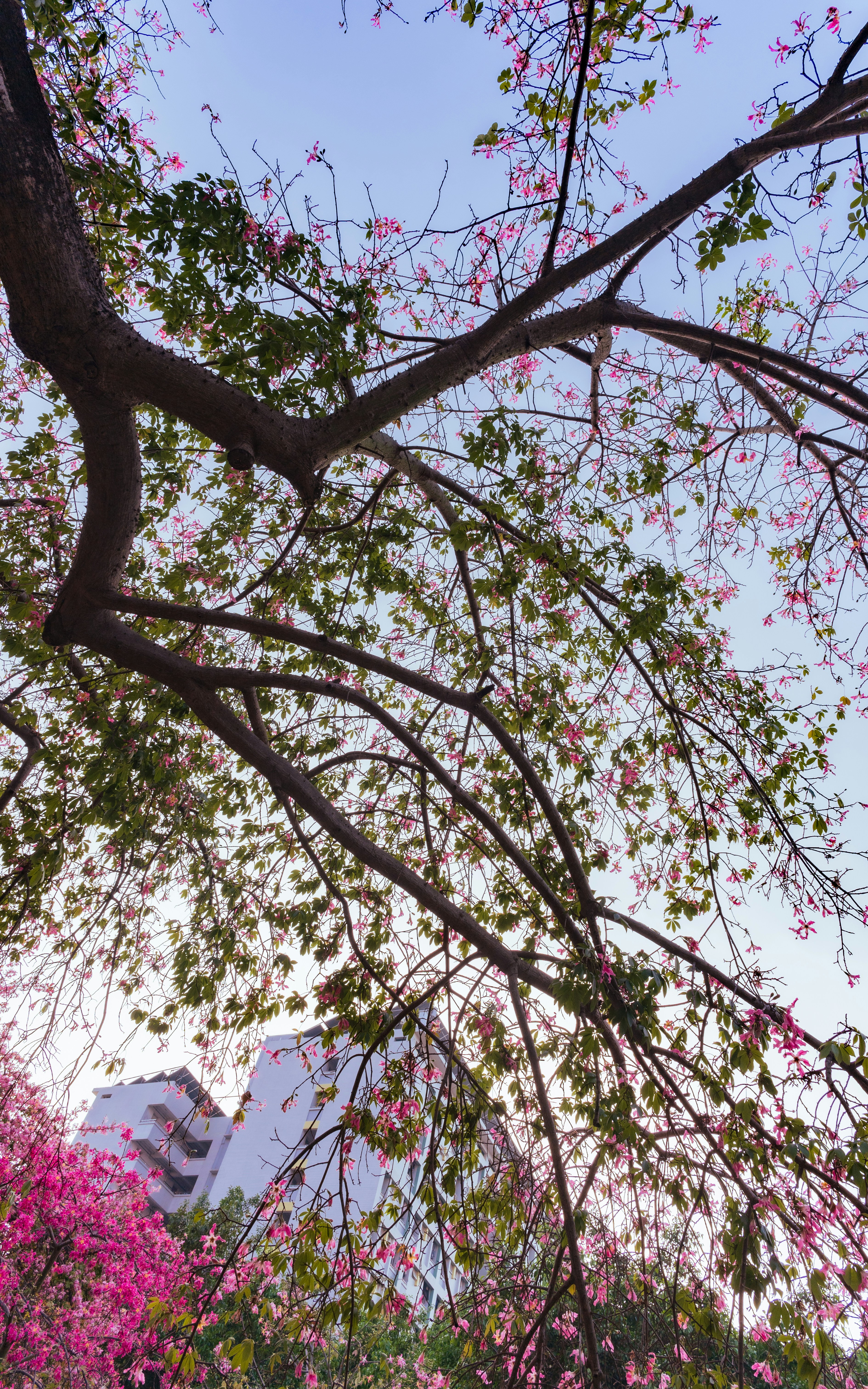 Pink blossom canopy frame above a quiet urban backdrop