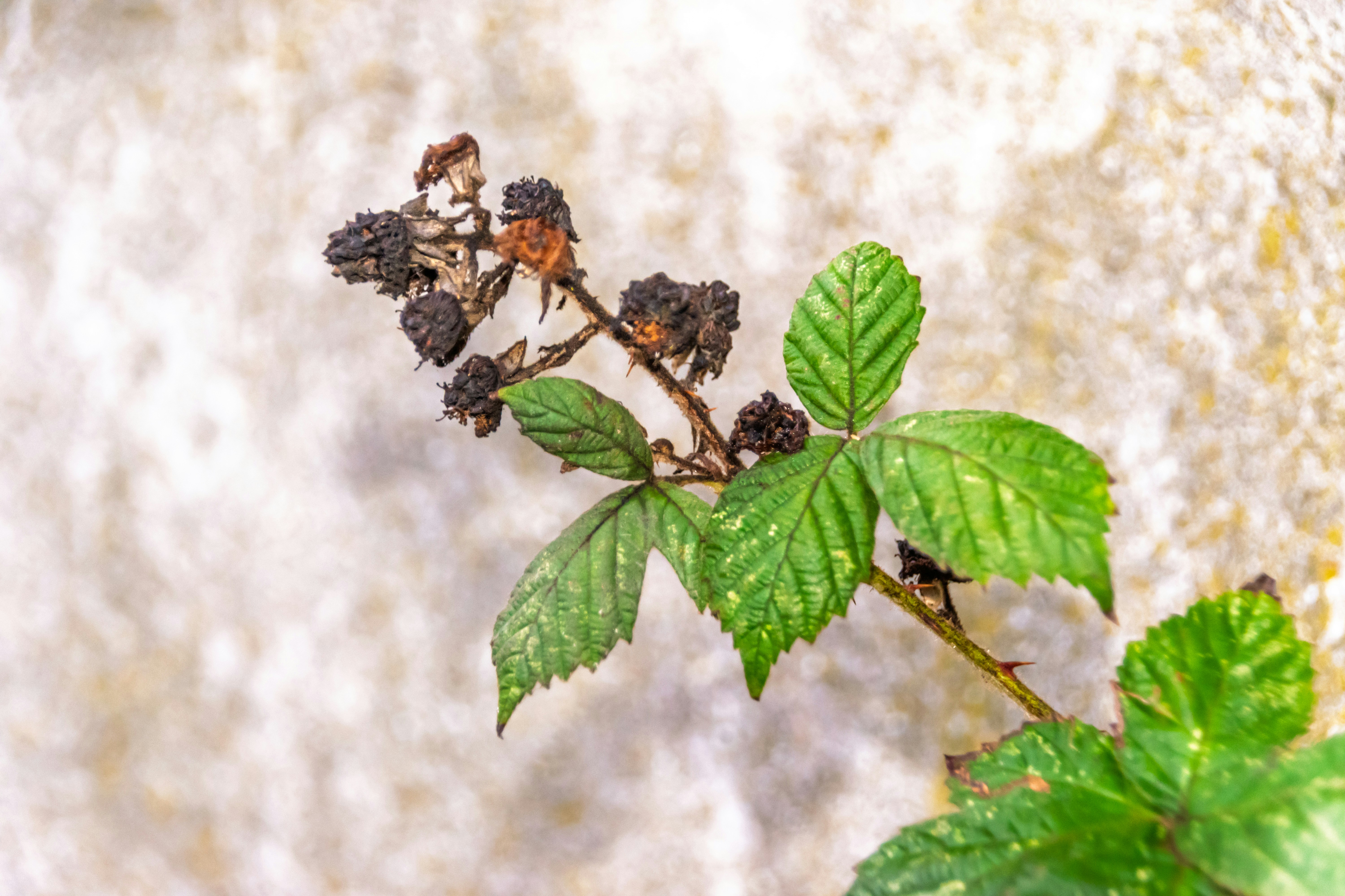 Vine and withered berries against a sunlit textured wall