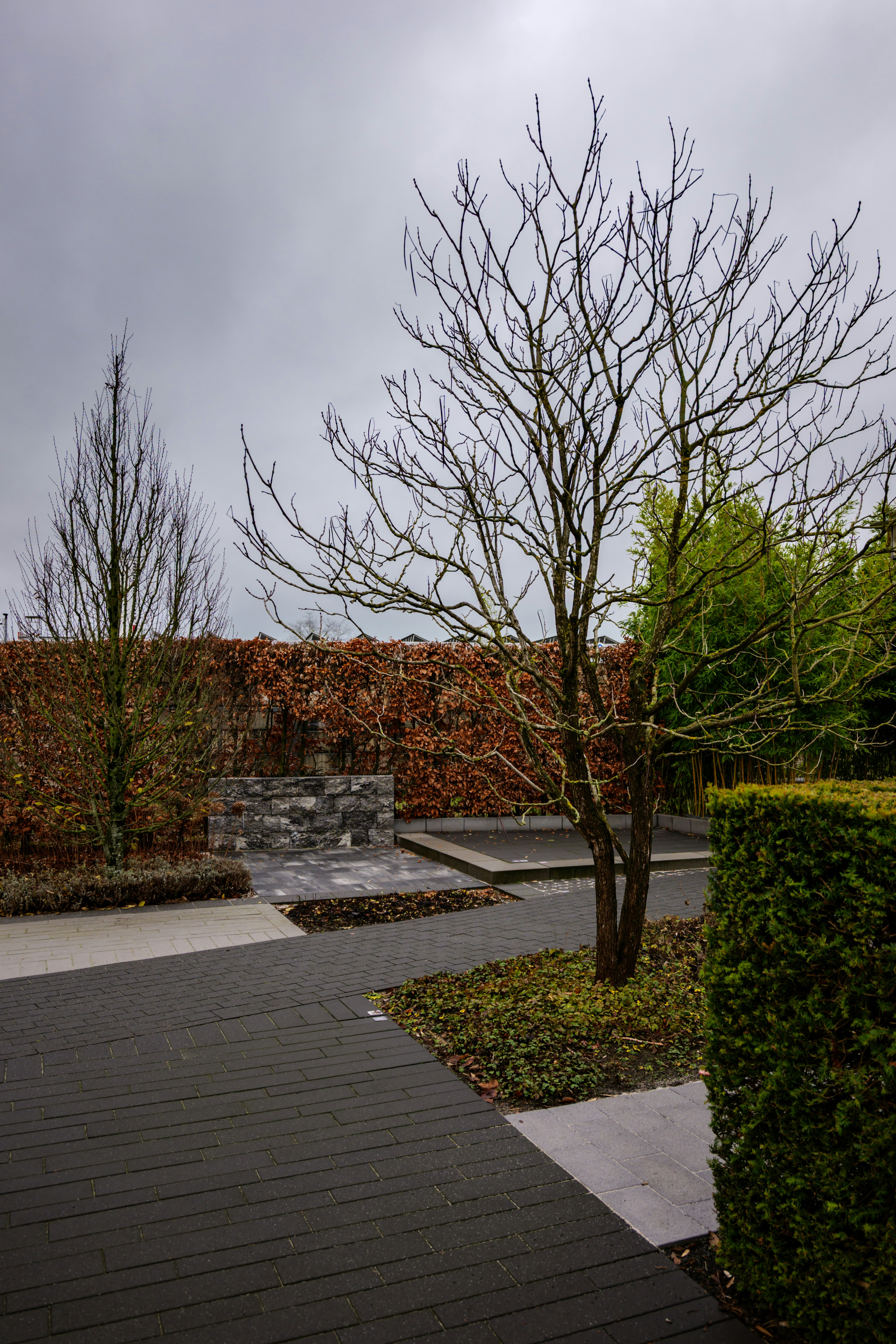 Leafless Tree Framed by Modern Garden Pathways