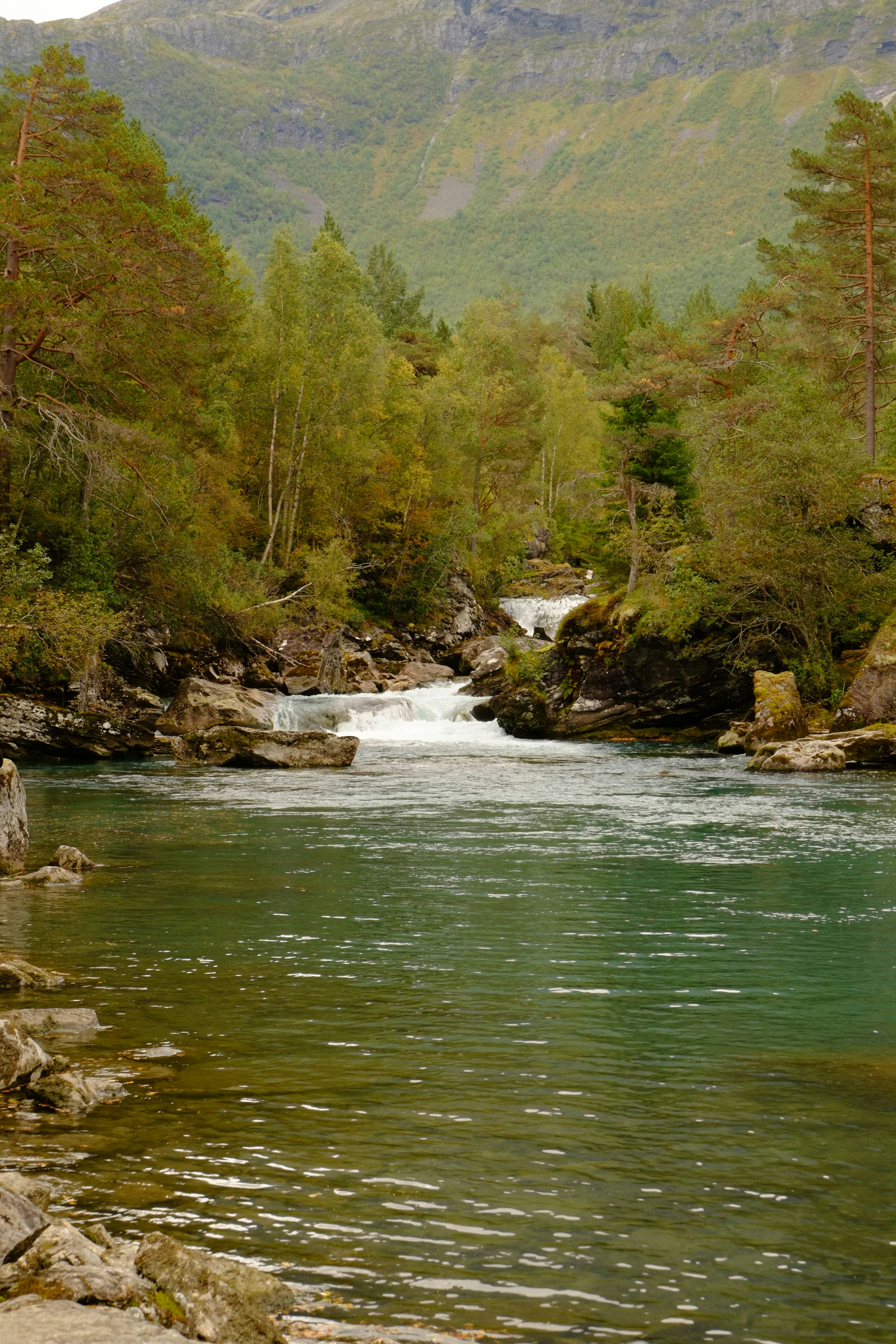 River Gorge Between Pines: Golden Waters and Whispering Cascades