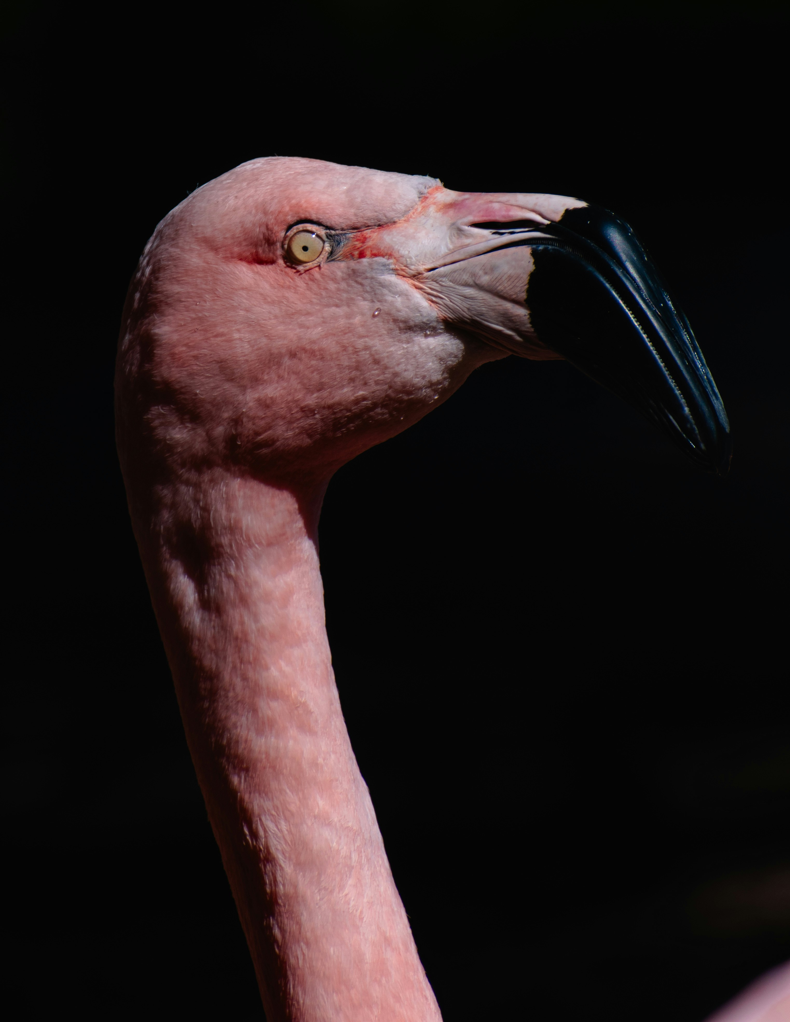 Pink Flamingo in Profile: A Quiet Gaze Against Velvet Darkness