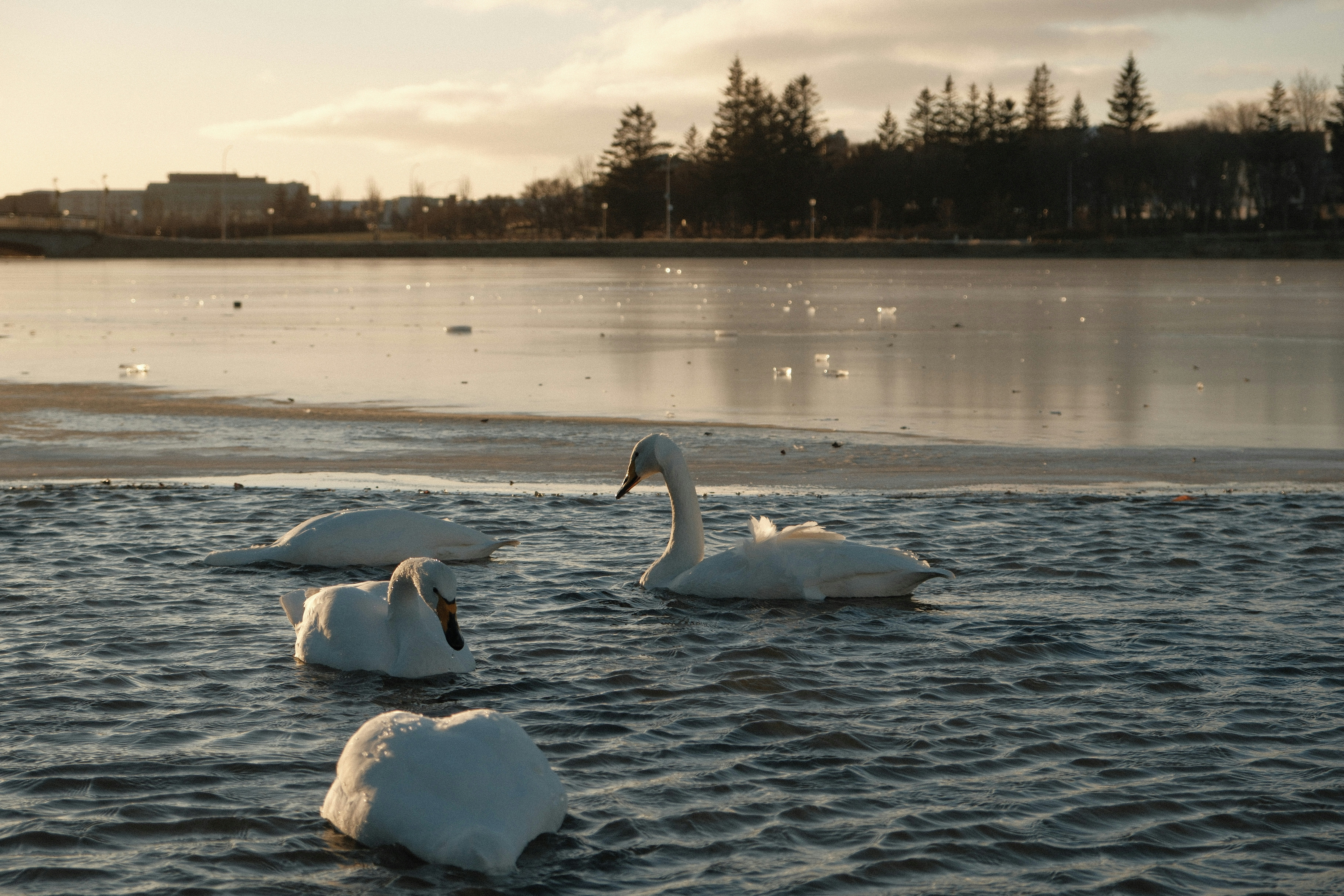 Swans swimming in a partially iced lake in Reykjavik.