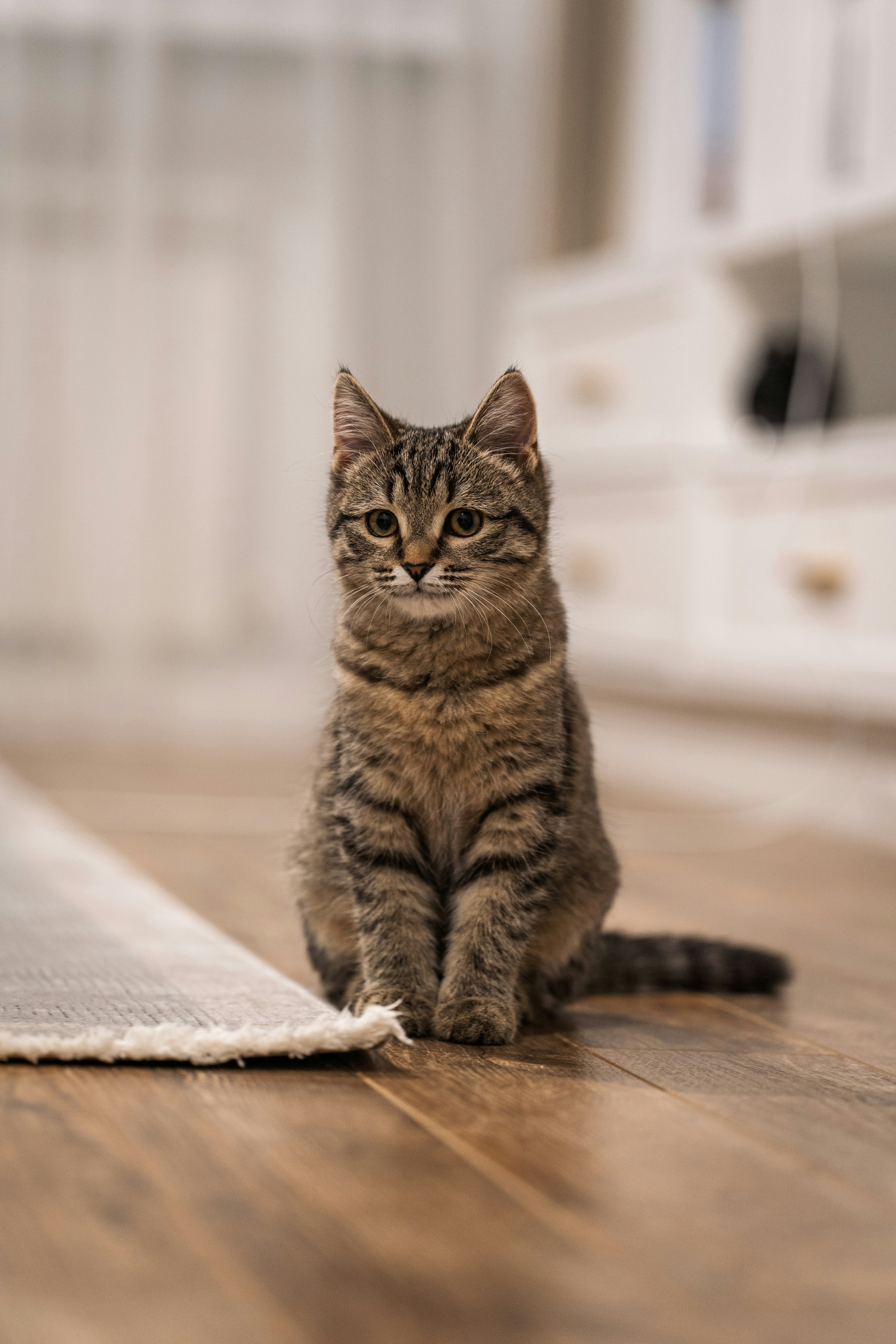 Curious Kitten on a Warm Wooden Stage