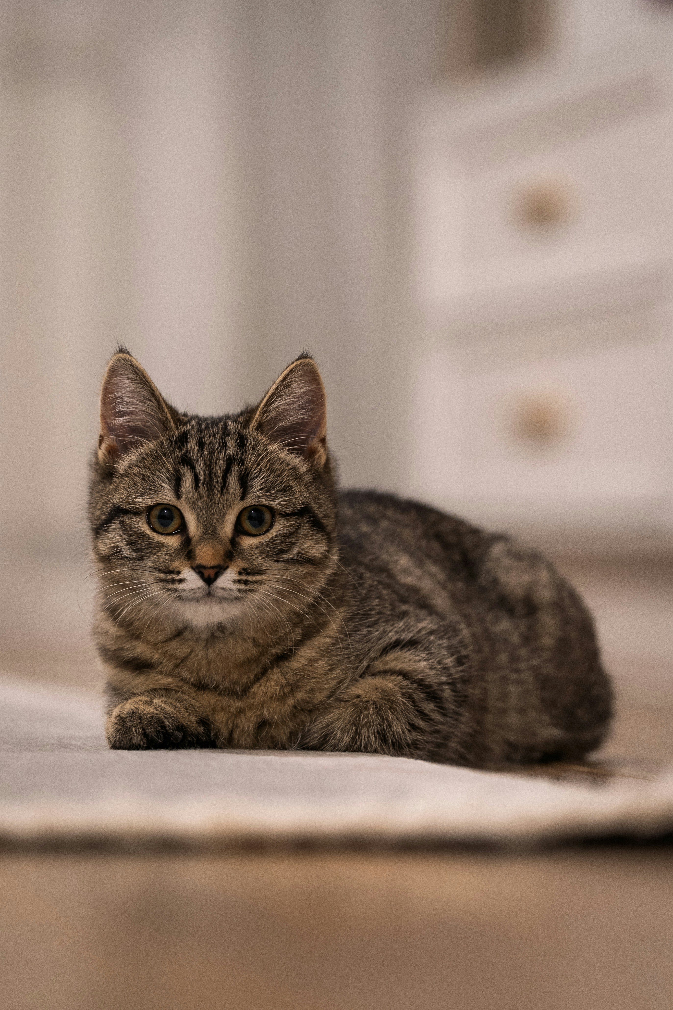 Cozy Lap Adrift: The Striped Prowler in Quiet Domestic Light