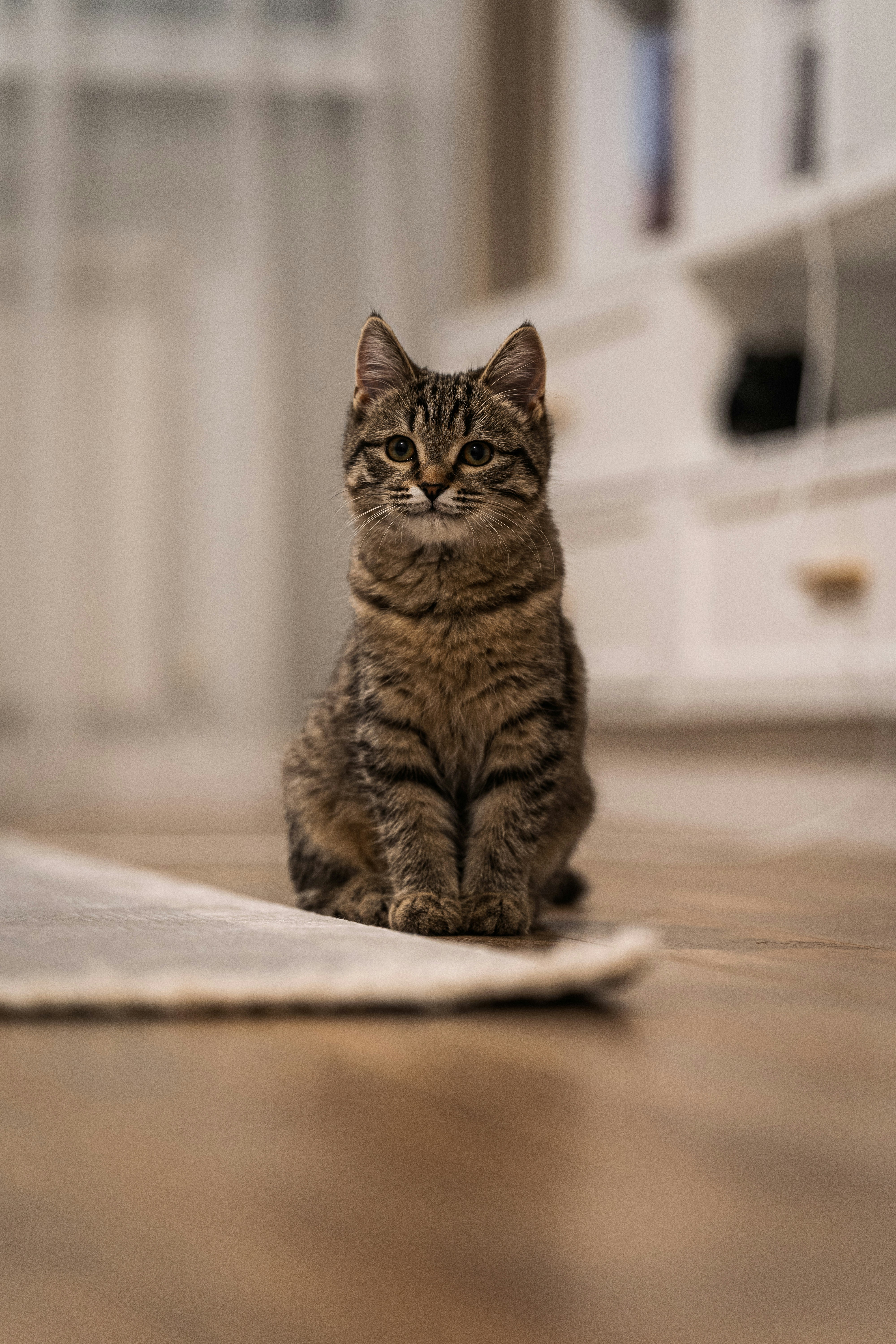 Curious Kitten in a Quiet Kitchen