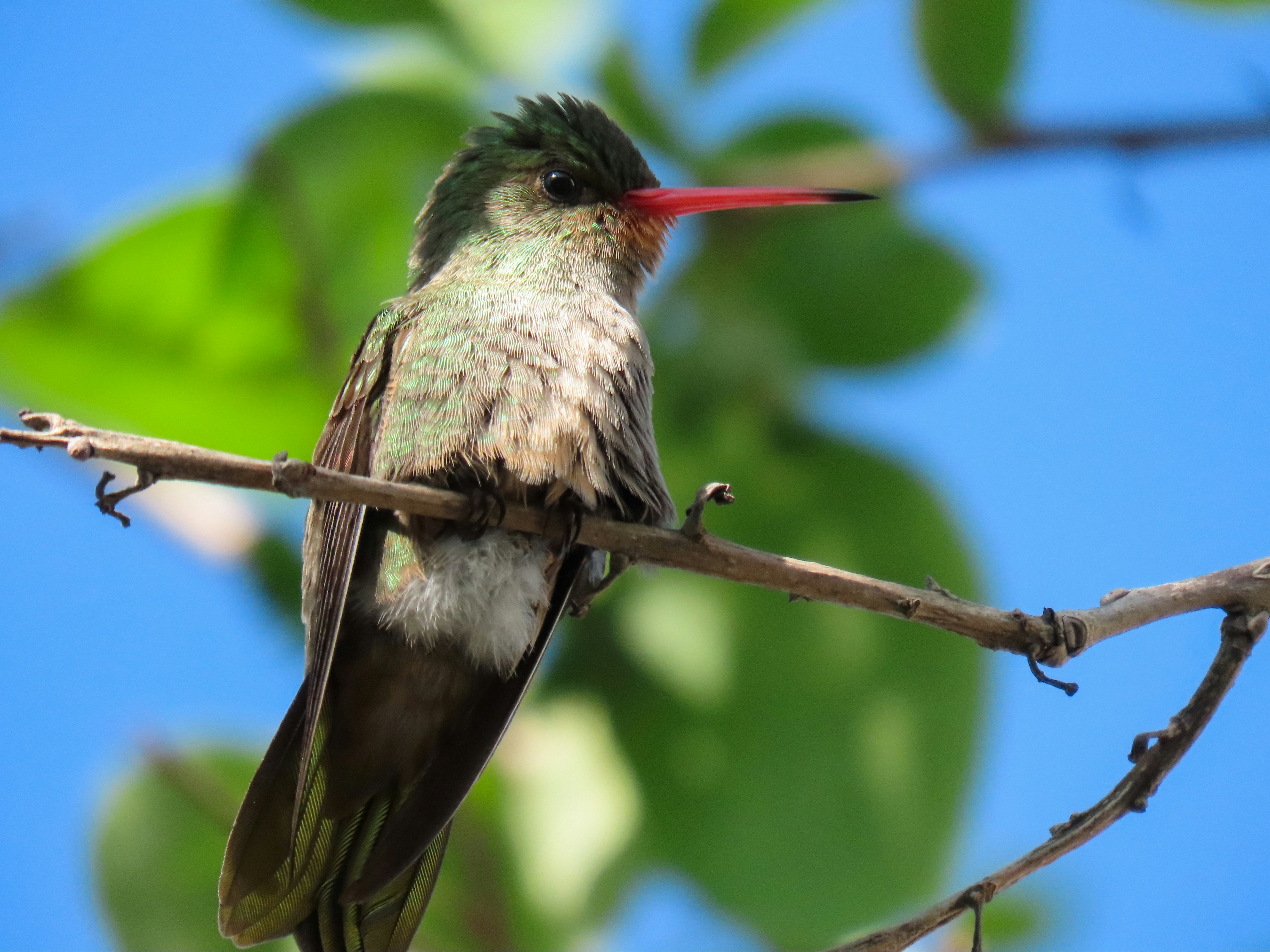 Besourinho-de-bico-vermelho/Glittering-bellied Emerald (Chlorostilbon lucidus)