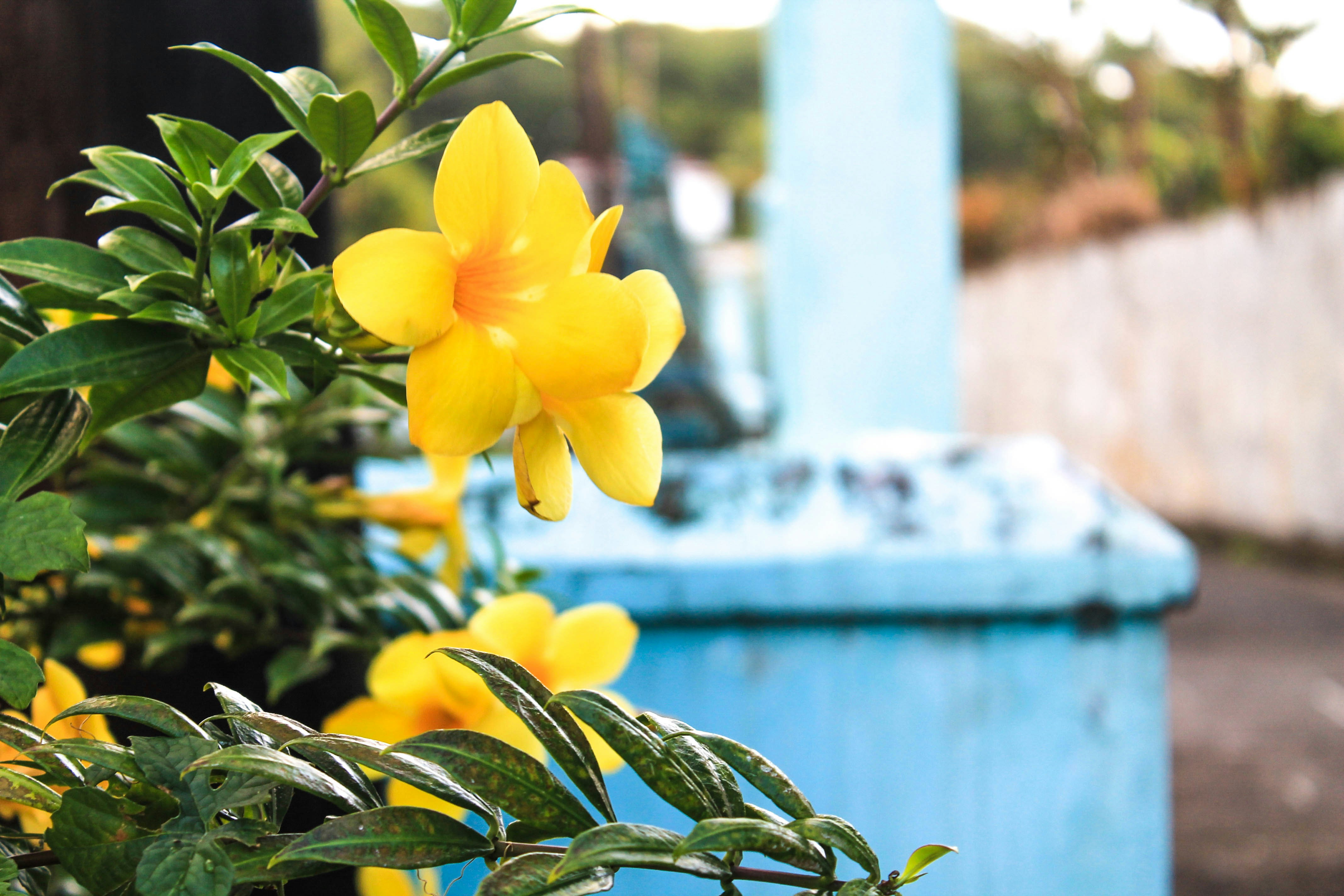 Yellow Blossom in Soft Focus by a Weathered Blue Structure